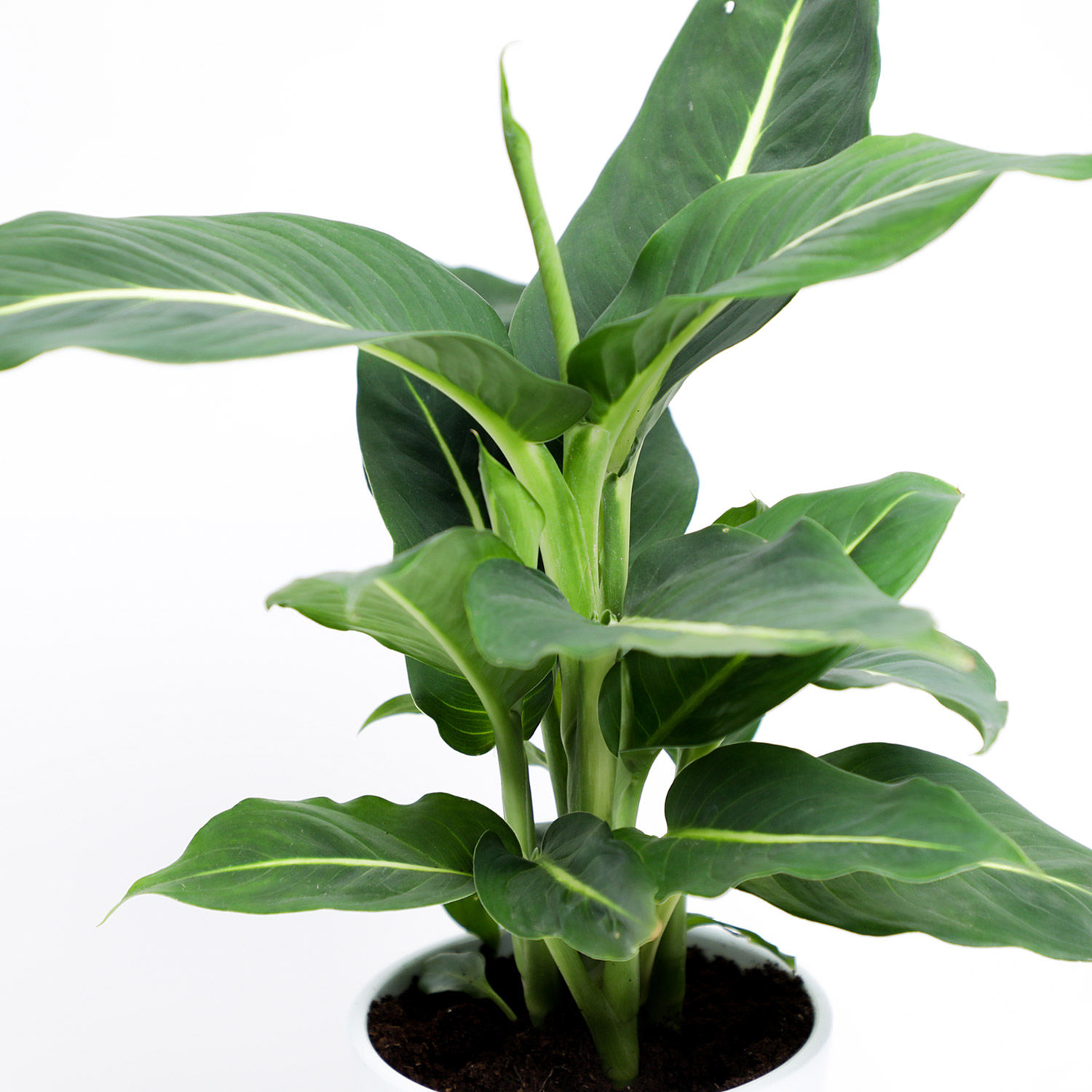 Online Dieffenbachia Green Magic In Ceramic Pot Gift Delivery in SGP - FNP