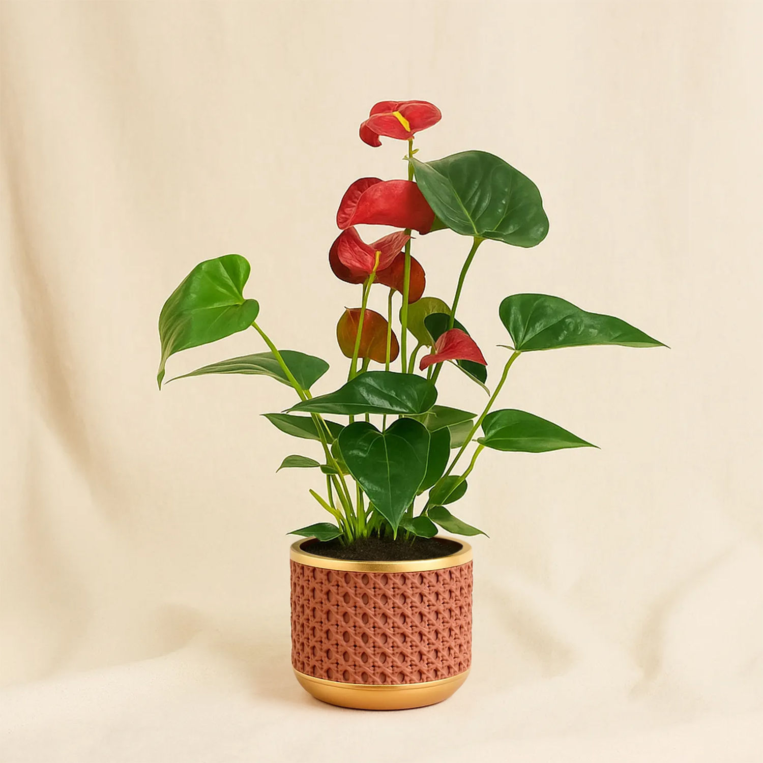 Red Anthurium In Ceramic Pot Delivery in Singapore - FNP SG