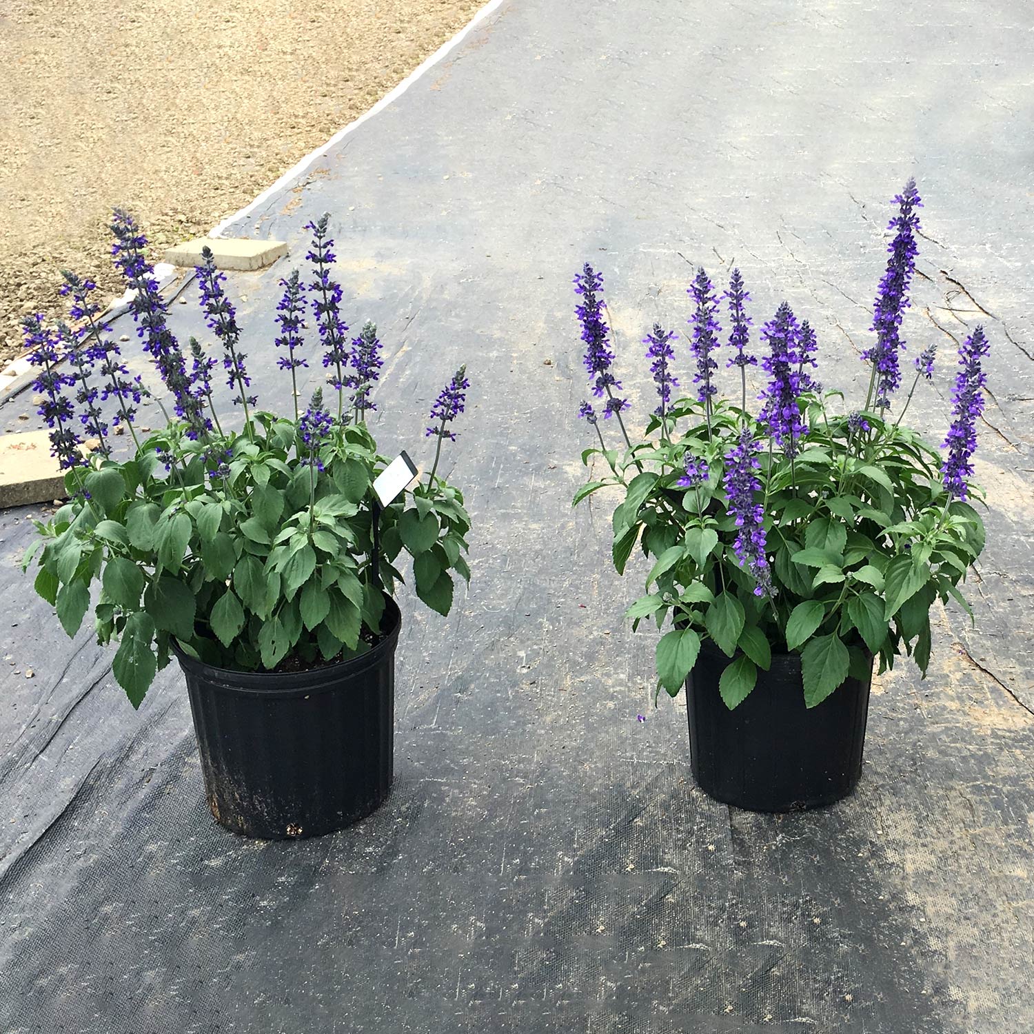 Salvia Plant Pot Combo Delivery in Singapore - FNP SG