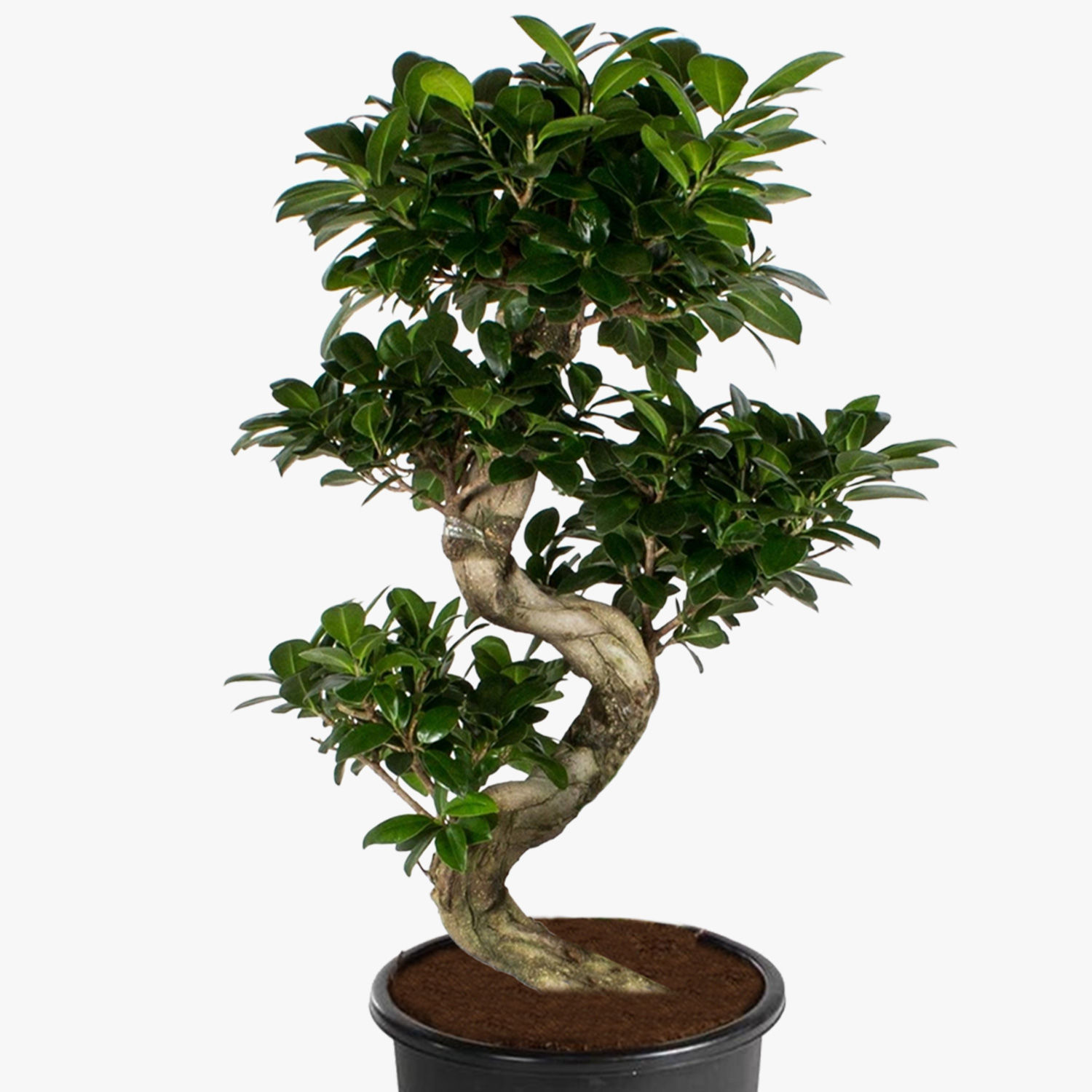 S Shaped Ficus Plant 80Cm Delivery in Singapore - FNP SG