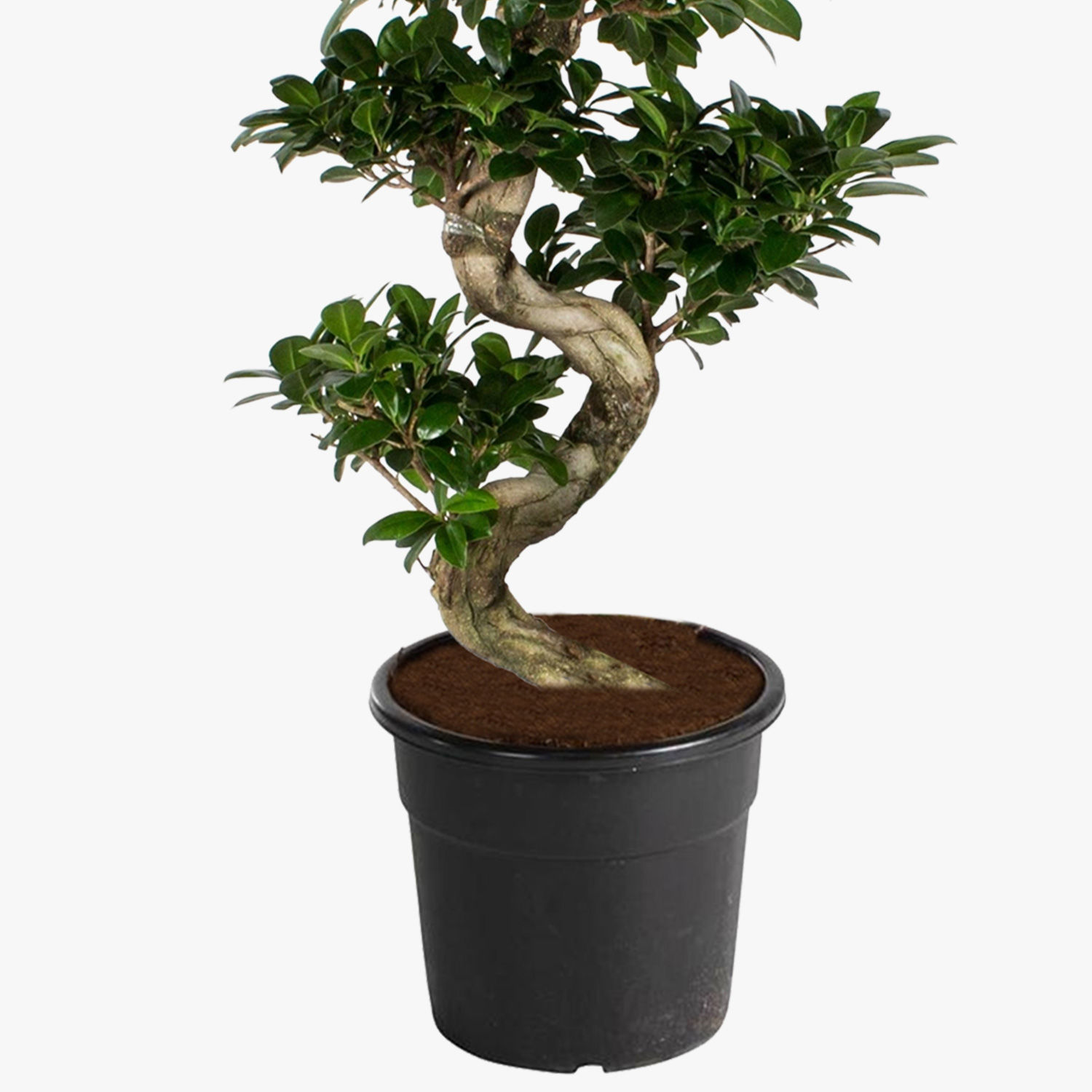 S Shaped Ficus Plant 80Cm Delivery in Singapore - FNP SG