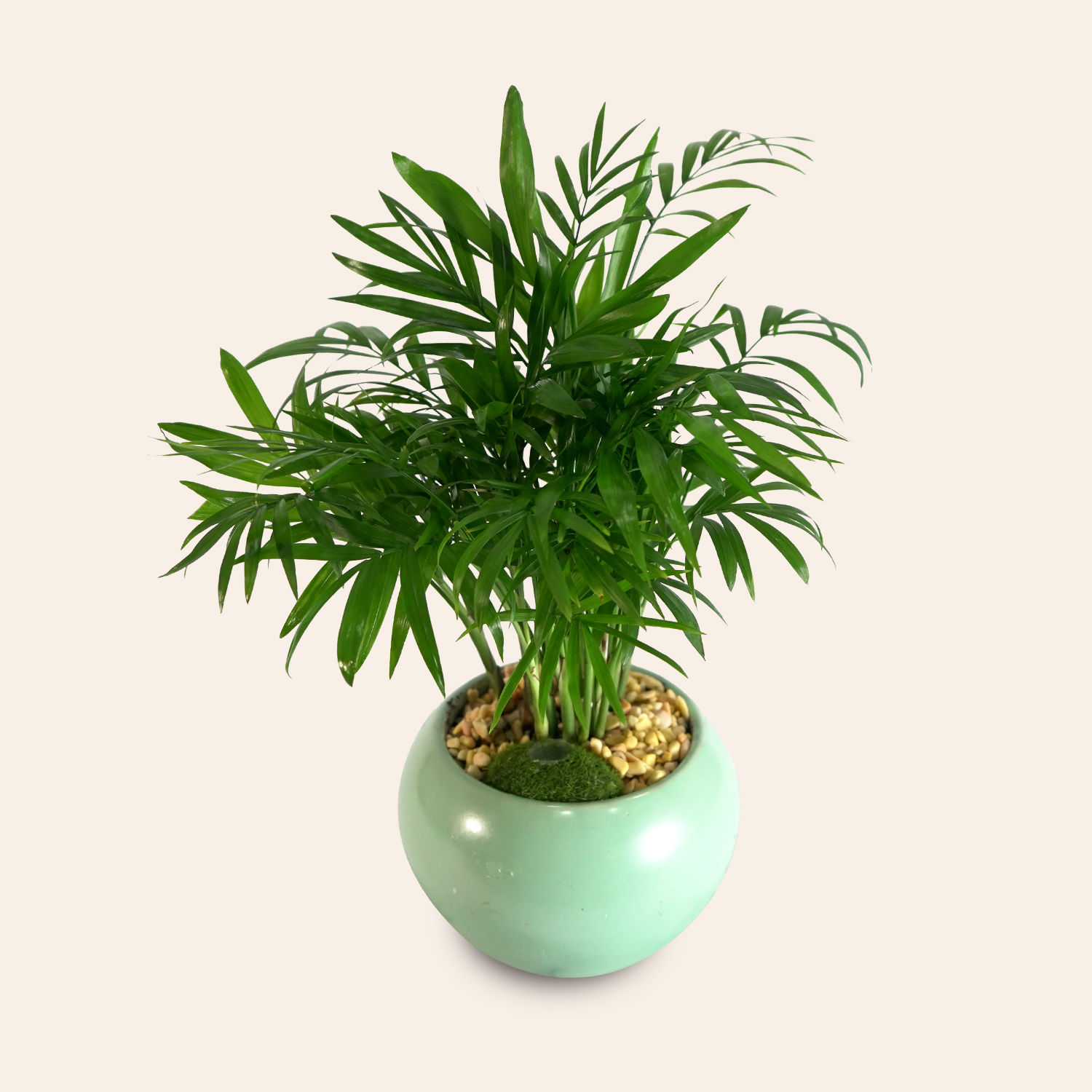 Areca Palm In Round Pot Delivery in Singapore - FNP SG