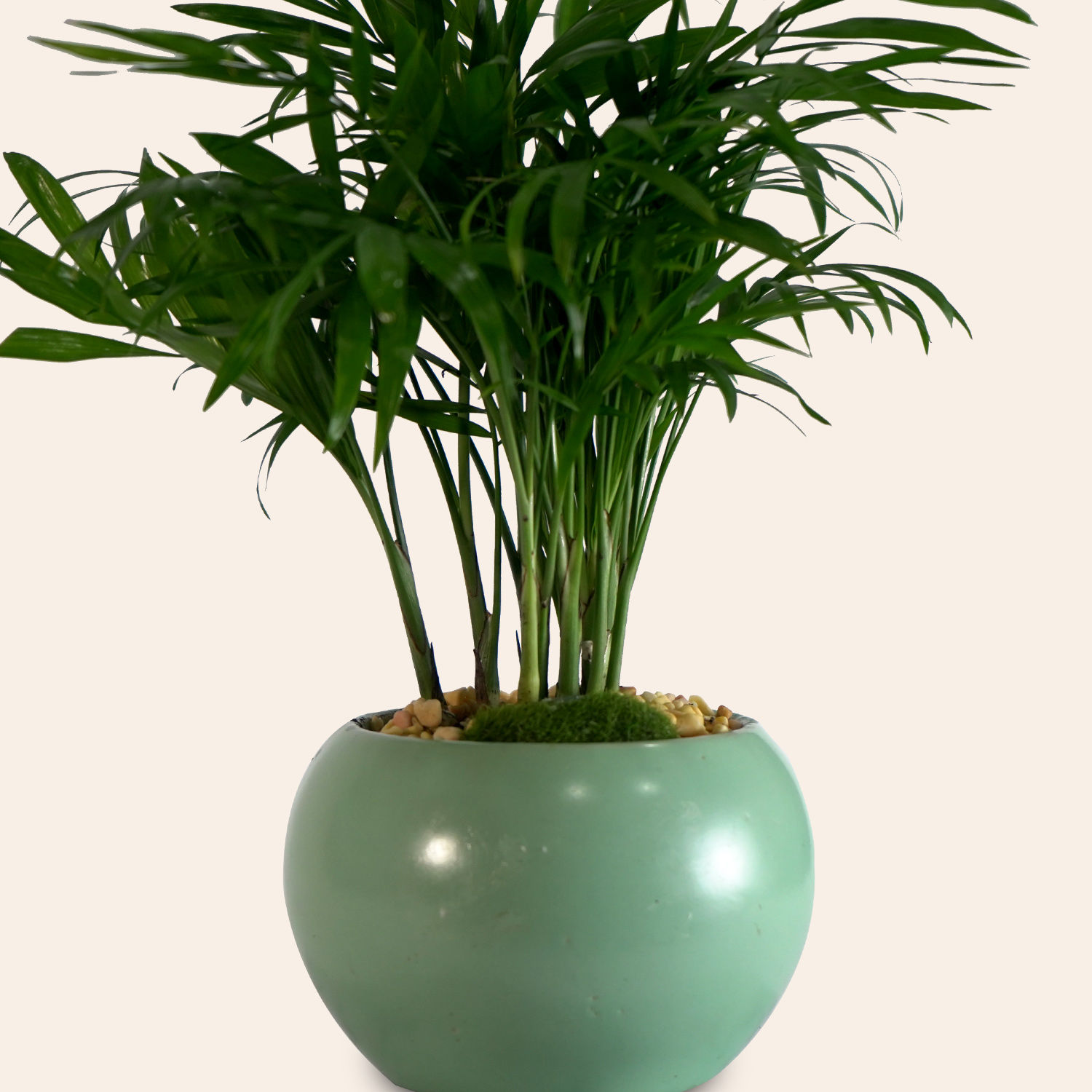 Areca Palm In Round Pot Delivery in Singapore - FNP SG