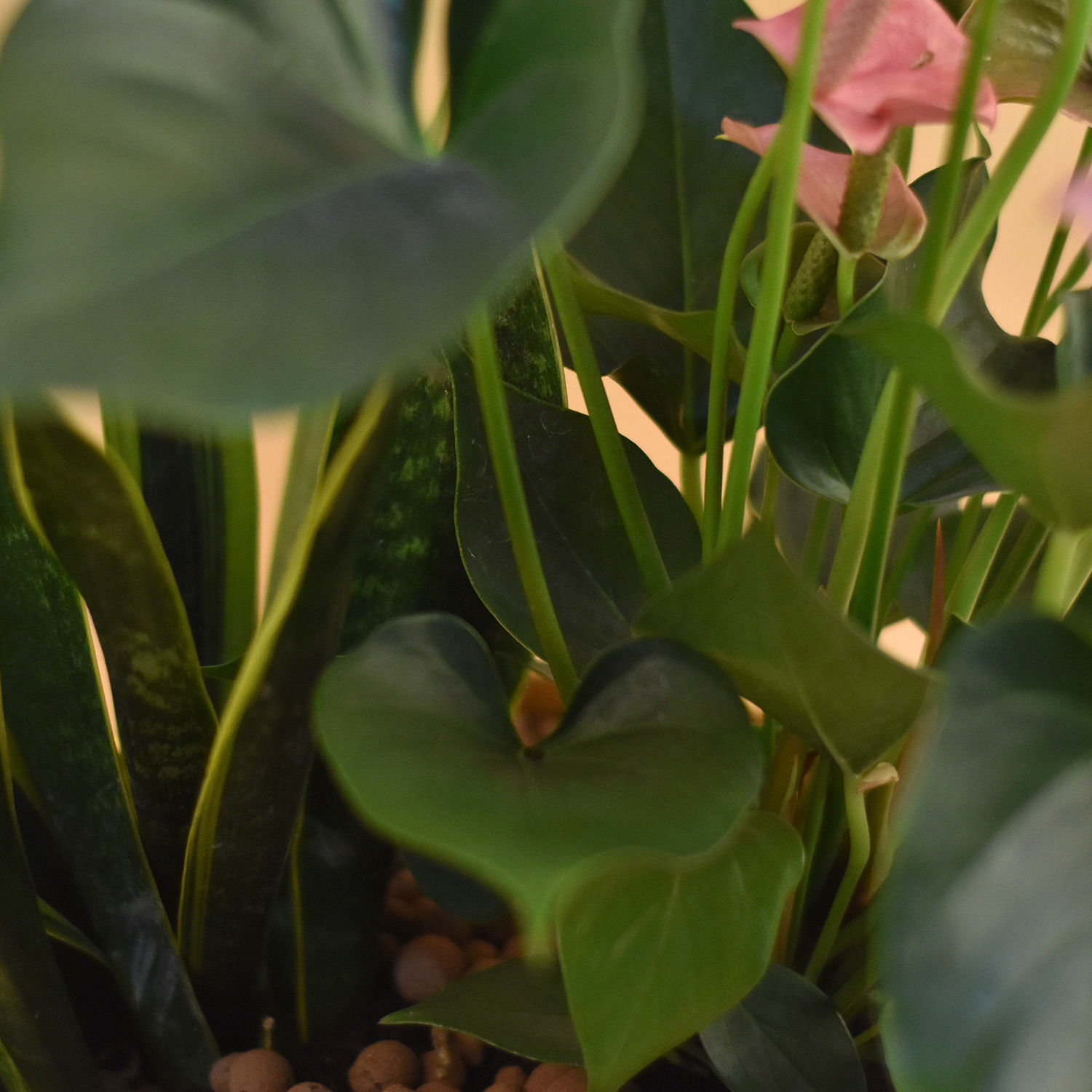 Anthurium & Sansevieria Plant Golden Pot Delivery in Singapore - FNP SG