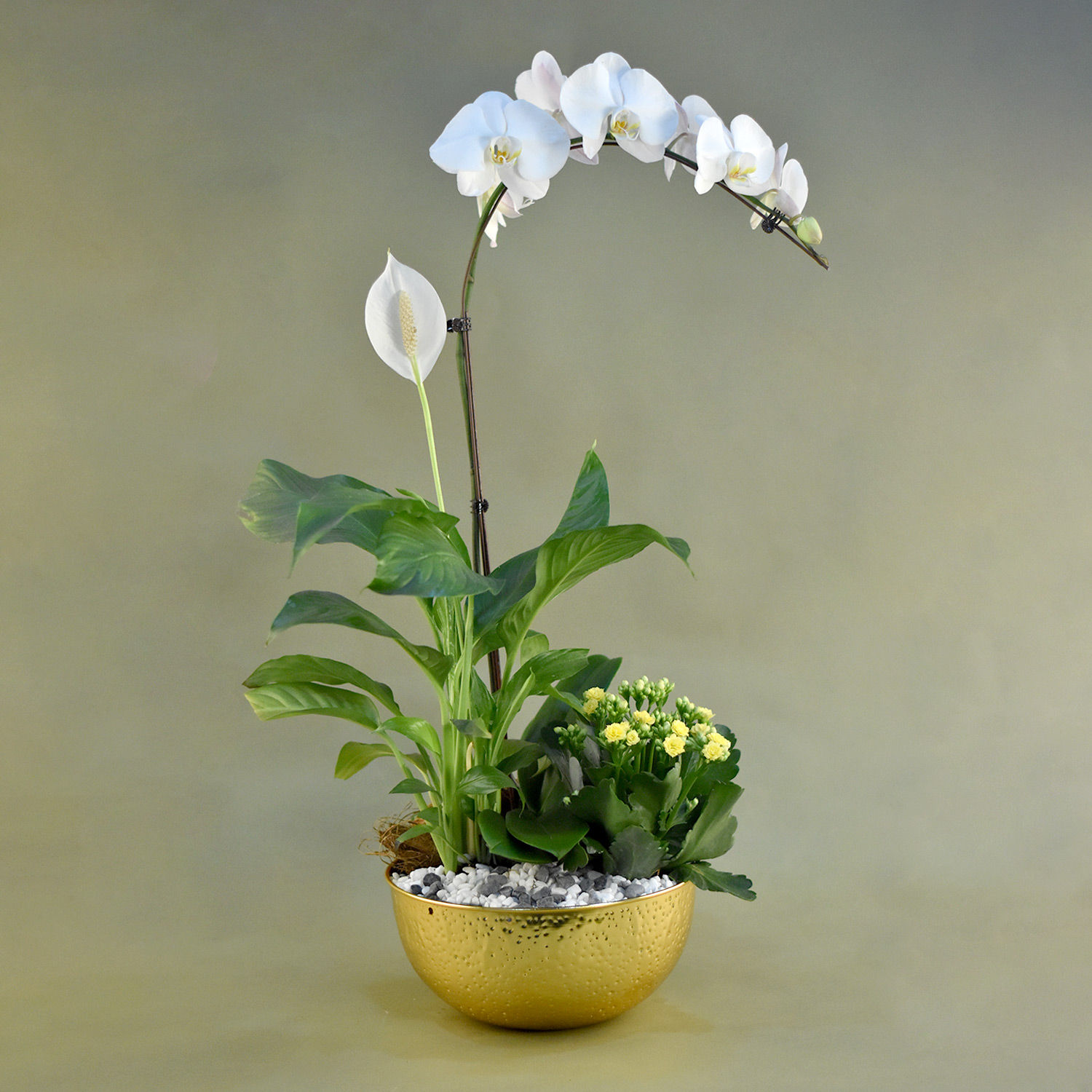 Flowering Plants In Golden Pot Delivery in Singapore - FNP SG