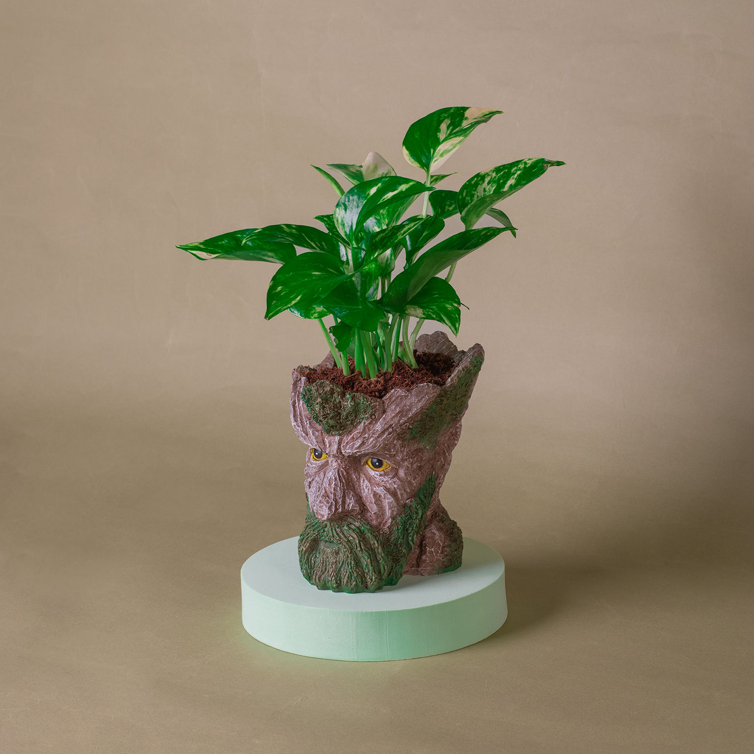 Money Plant Tree Man Pot Delivery in Singapore - FNP SG