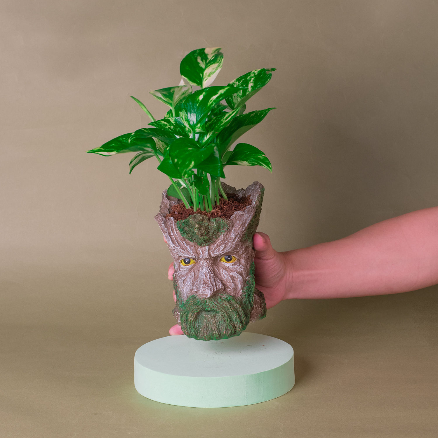 Money Plant Tree Man Pot Delivery in Singapore - FNP SG