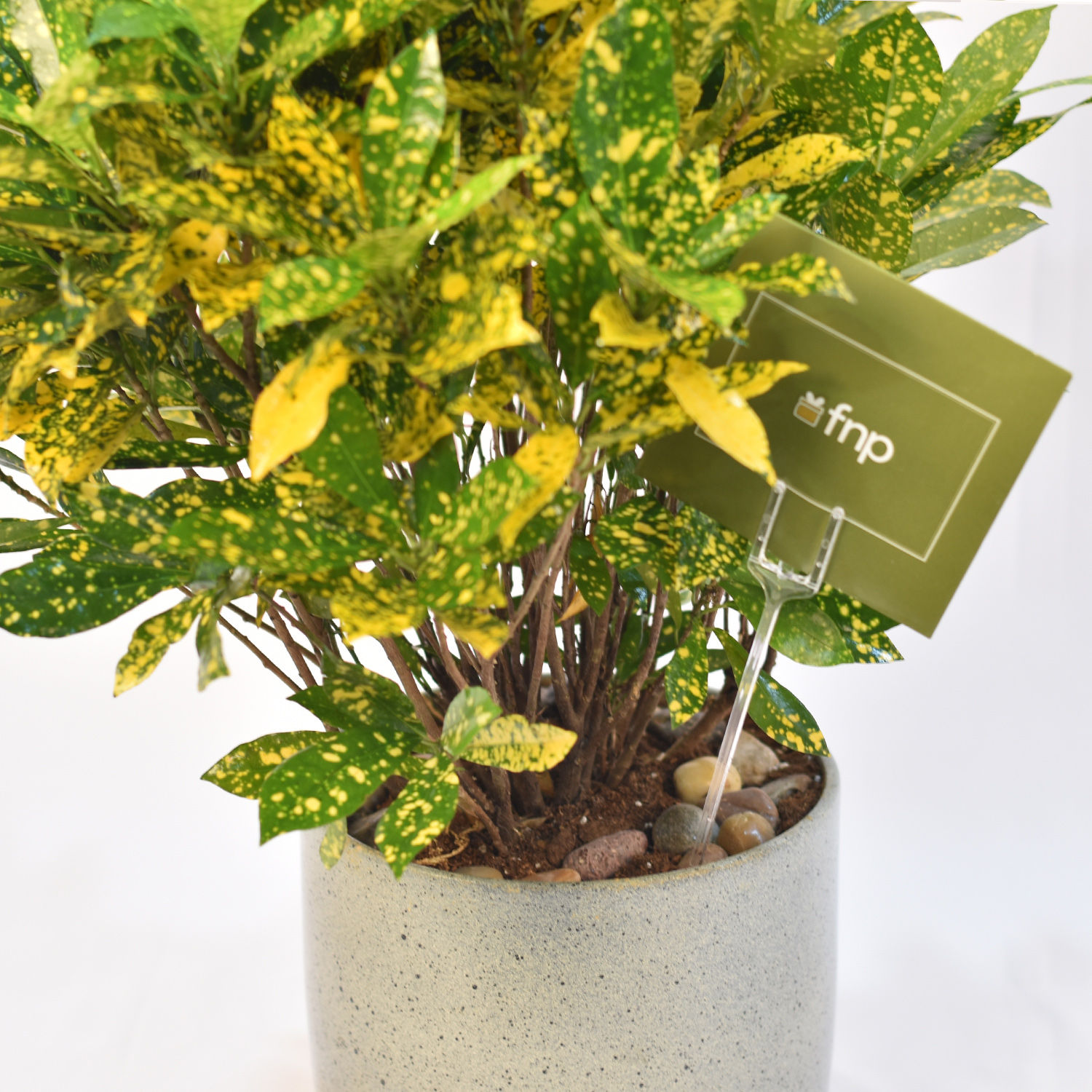 Attractive Graden Croton Plant Delivery in Singapore - FNP SG