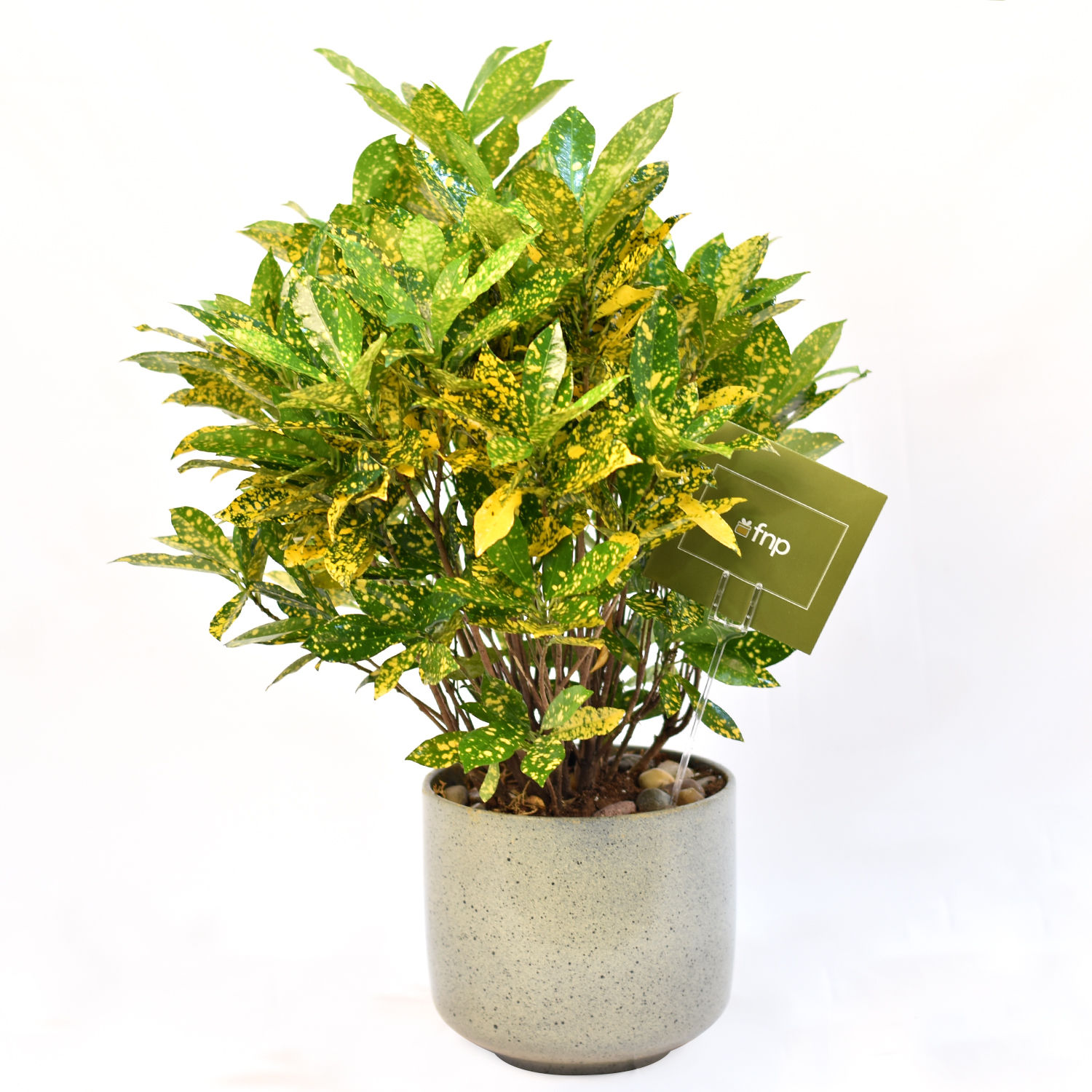 Attractive Graden Croton Plant Delivery in Singapore - FNP SG