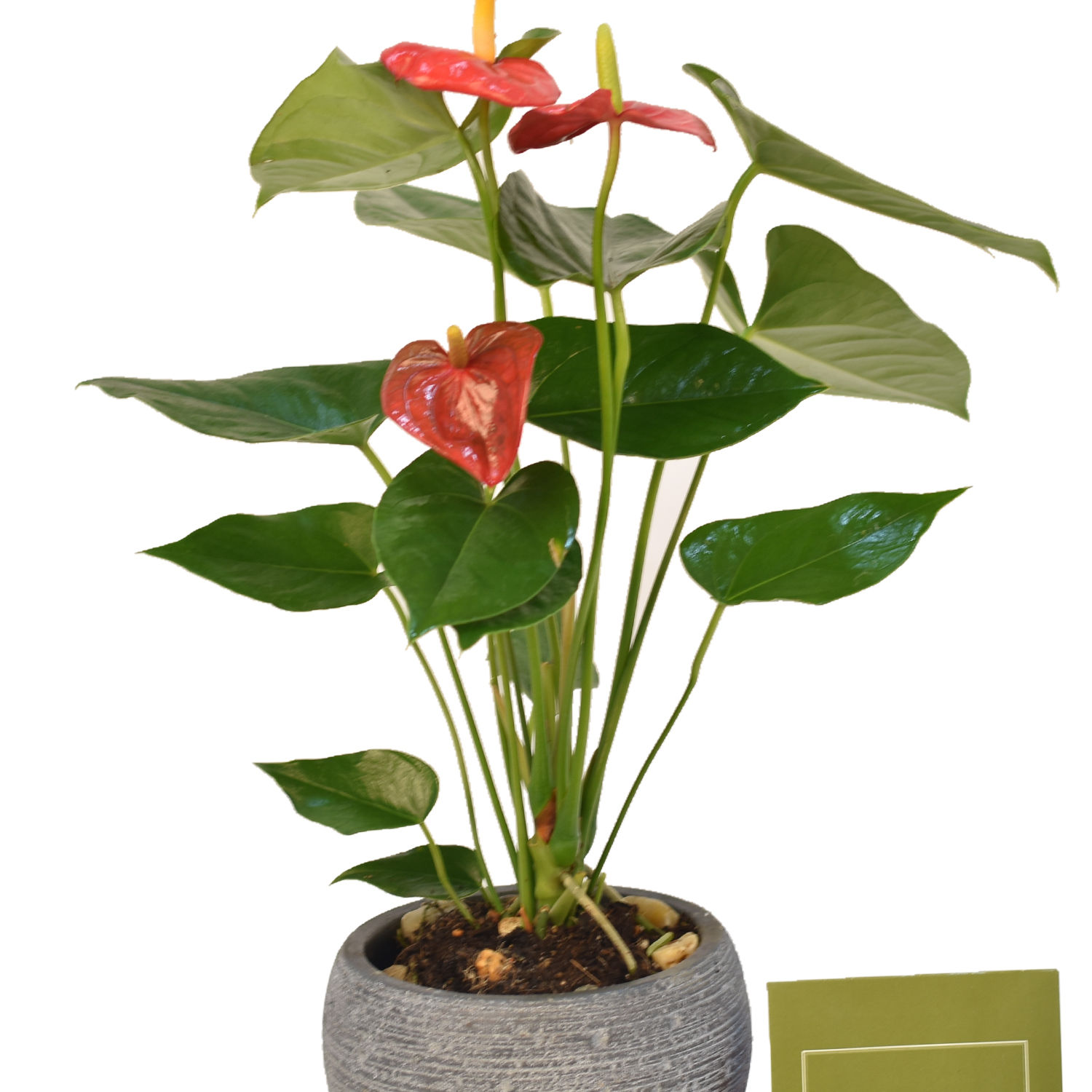Beautiful Red Anthurium Delivery in Singapore - FNP SG