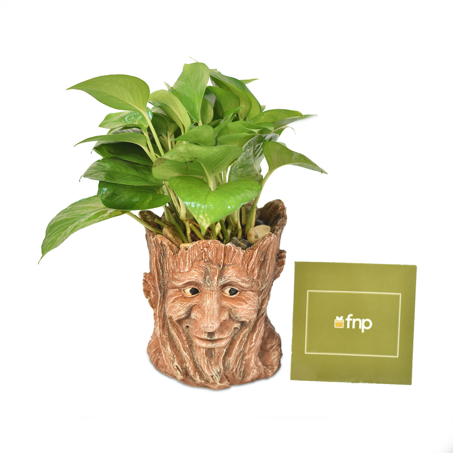 Money Plant In Man Face Designer Pot Delivery in Singapore - FNP SG