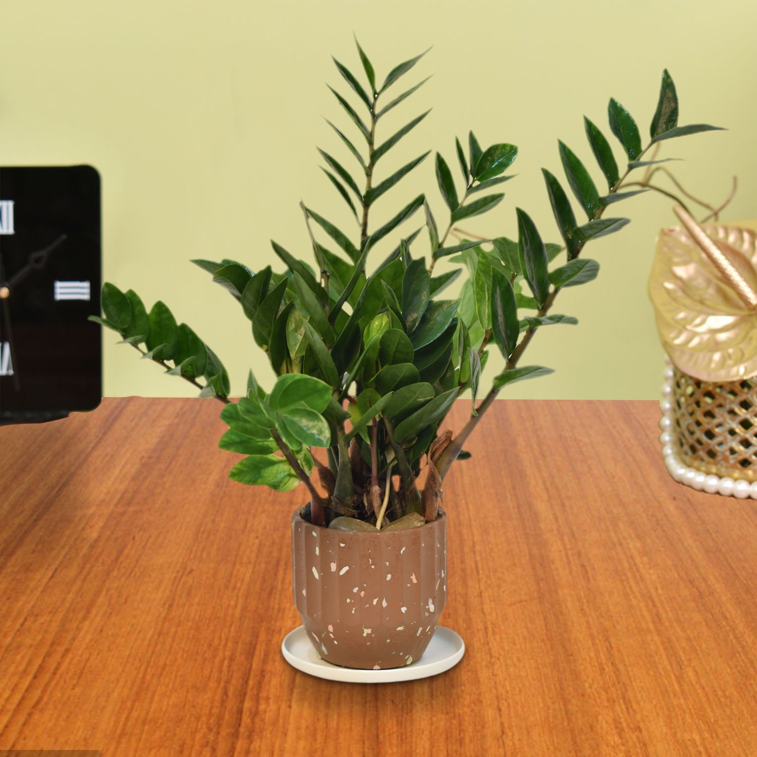 Zamia Plant in Baige Coloured Pot Delivery in Singapore - FNP SG