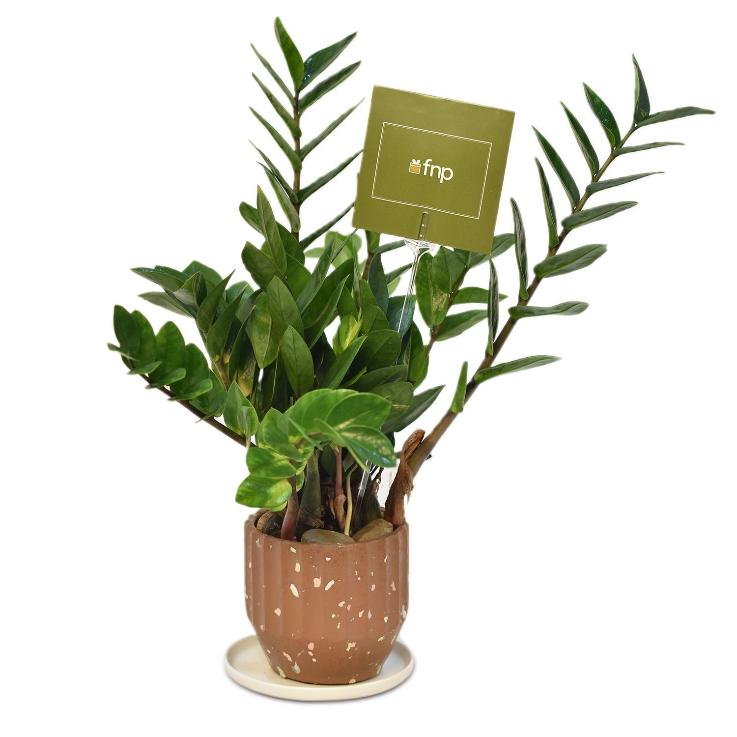 Zamia Plant in Baige Coloured Pot Delivery in Singapore - FNP SG