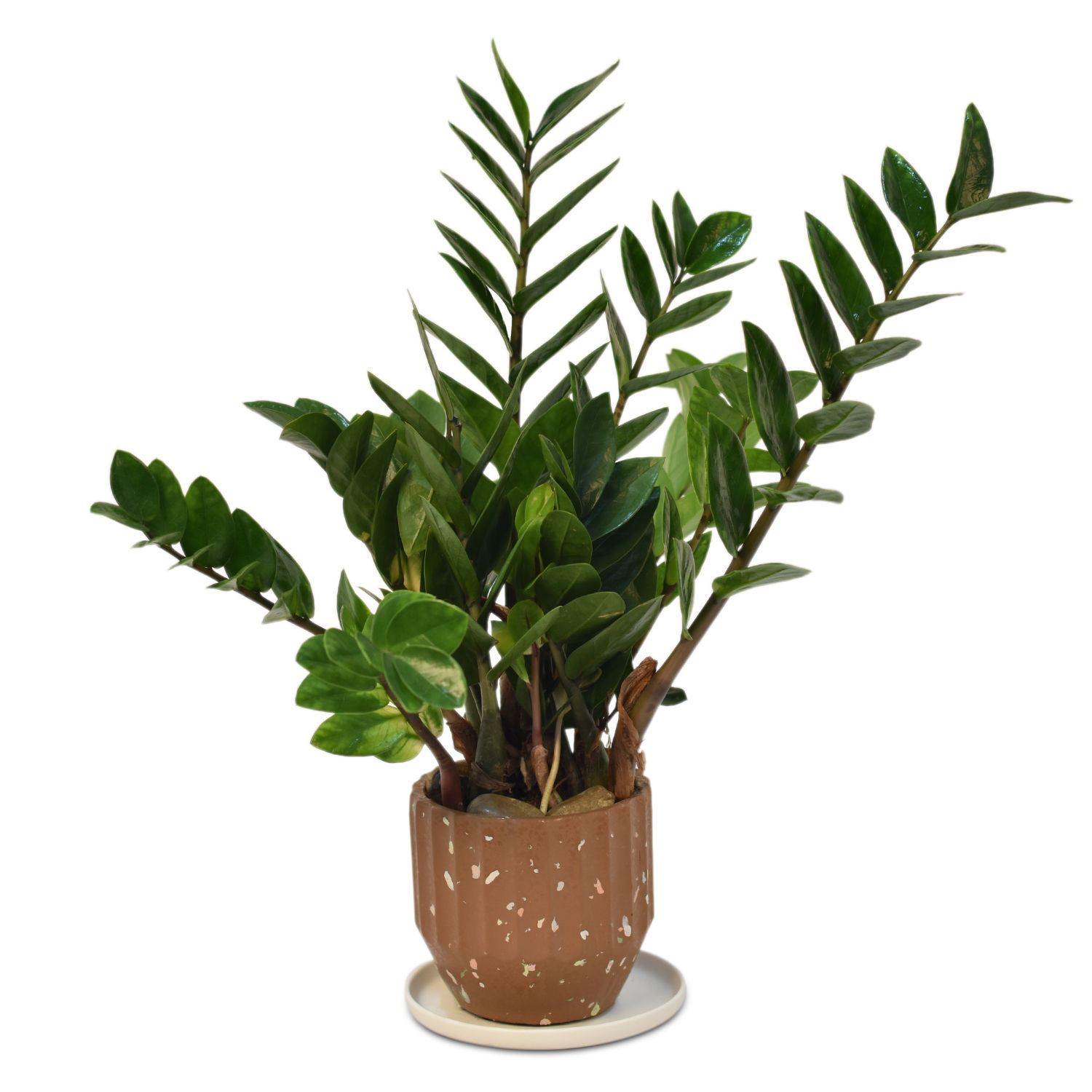 Zamia Plant in Baige Coloured Pot Delivery in Singapore - FNP SG