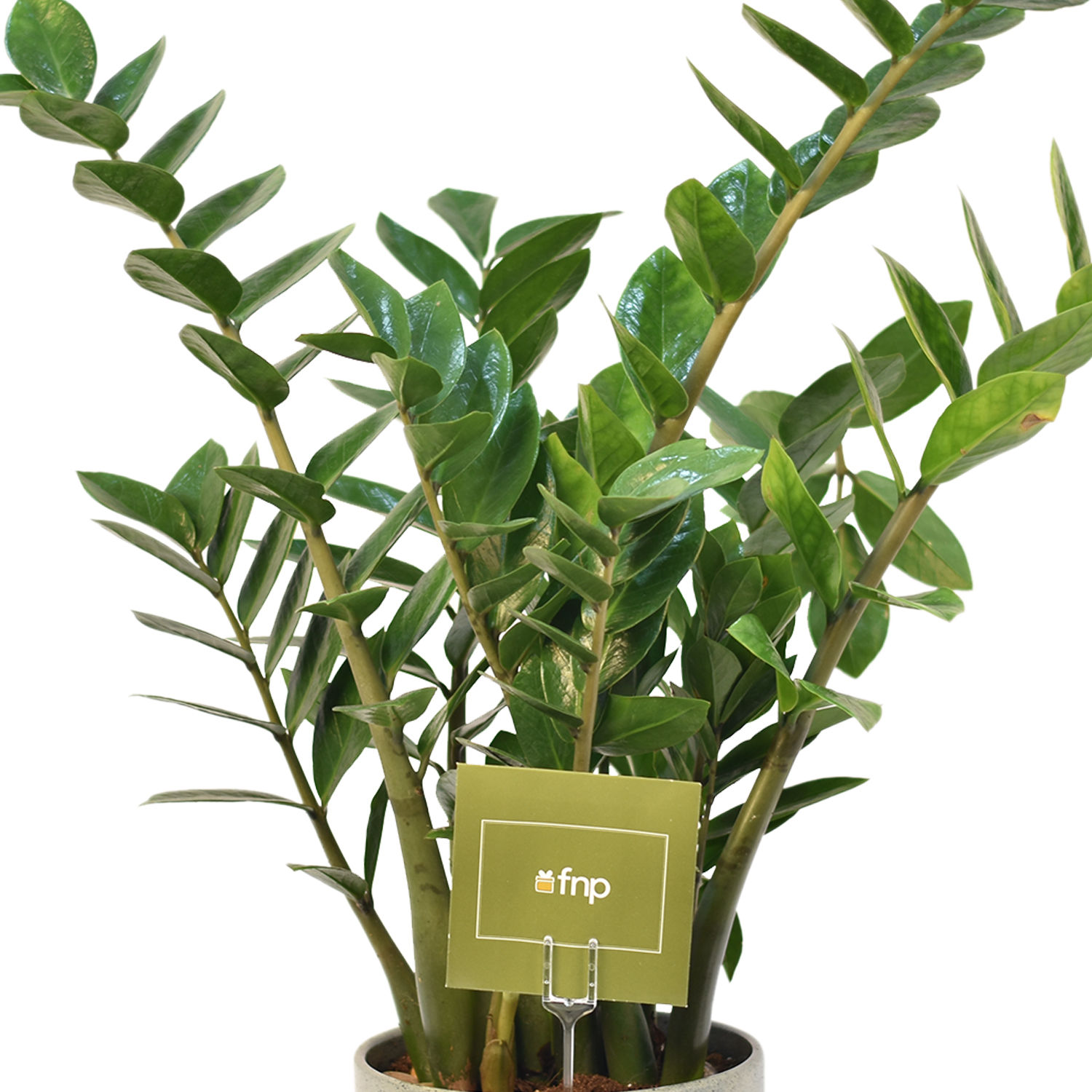 Zamia Plant in Ceramic Mud Coloured Pot Delivery in Singapore - FNP SG