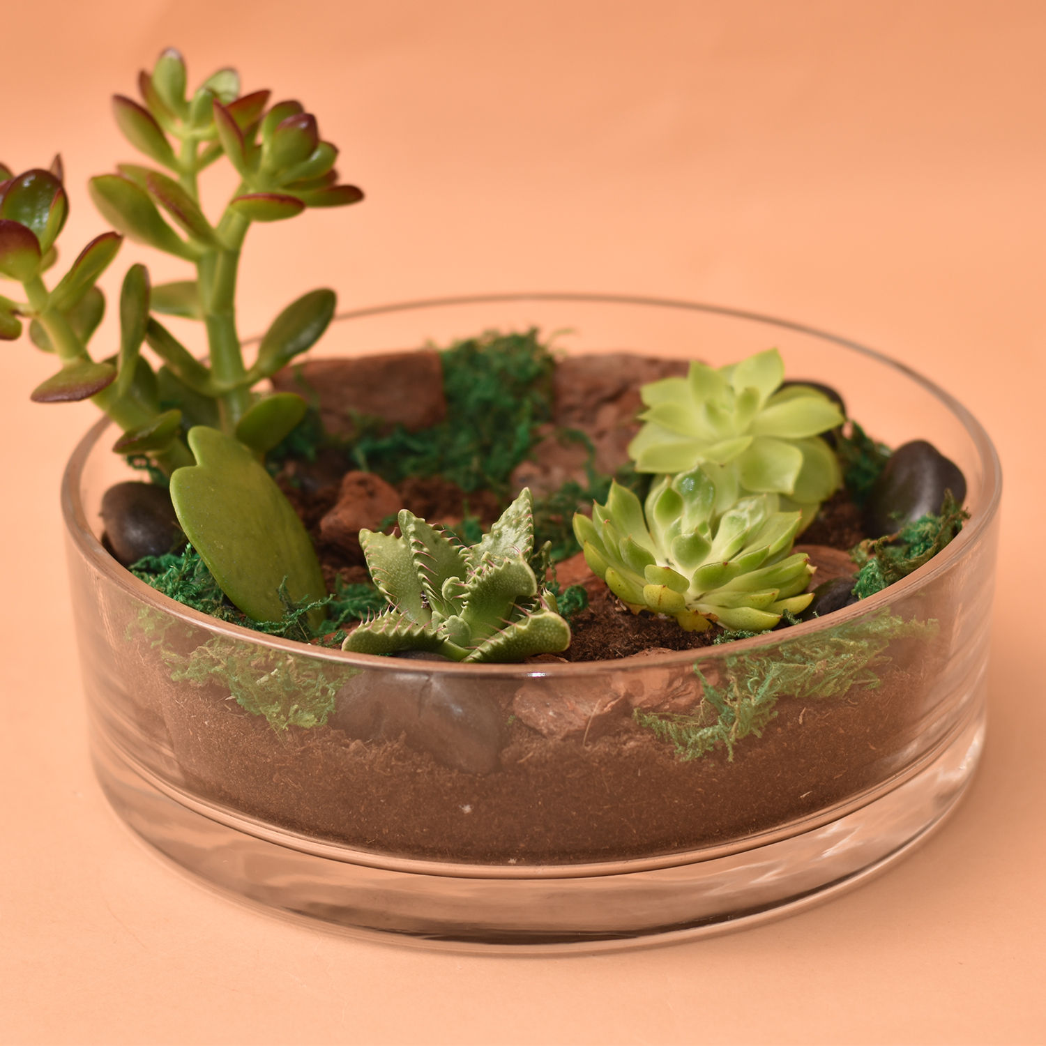 Charming Plants Platter Delivery in Singapore - FNP SG