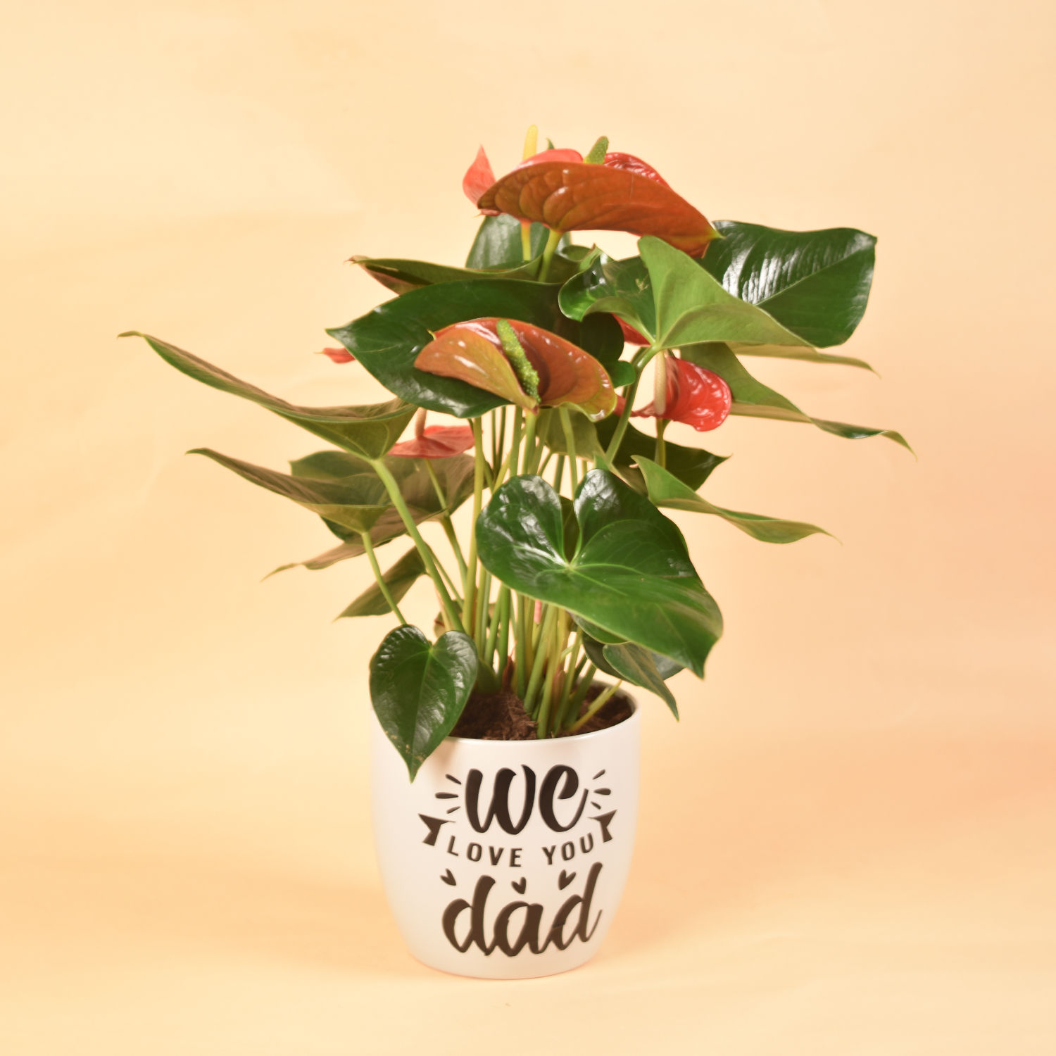 We Love You Dad Potted Anthurium Plant Delivery in Singapore - FNP SG