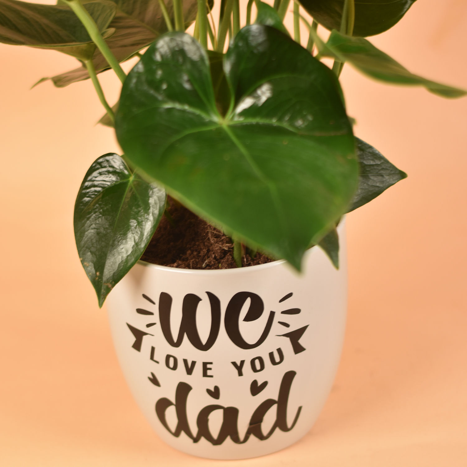 We Love You Dad Potted Anthurium Plant Delivery in Singapore - FNP SG