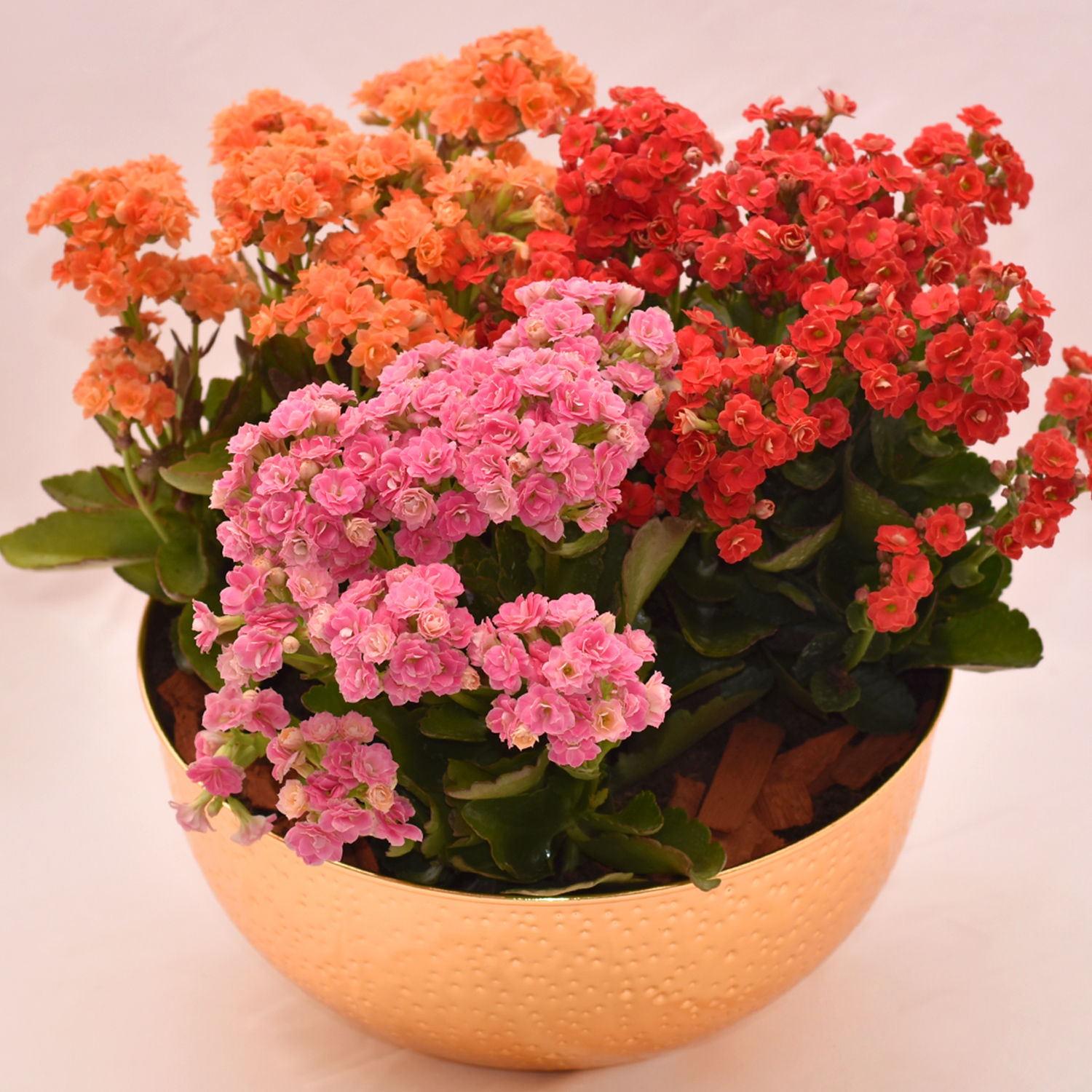 Mixed Kalanchoe Plant's in Golden Pot Delivery in Singapore - FNP SG