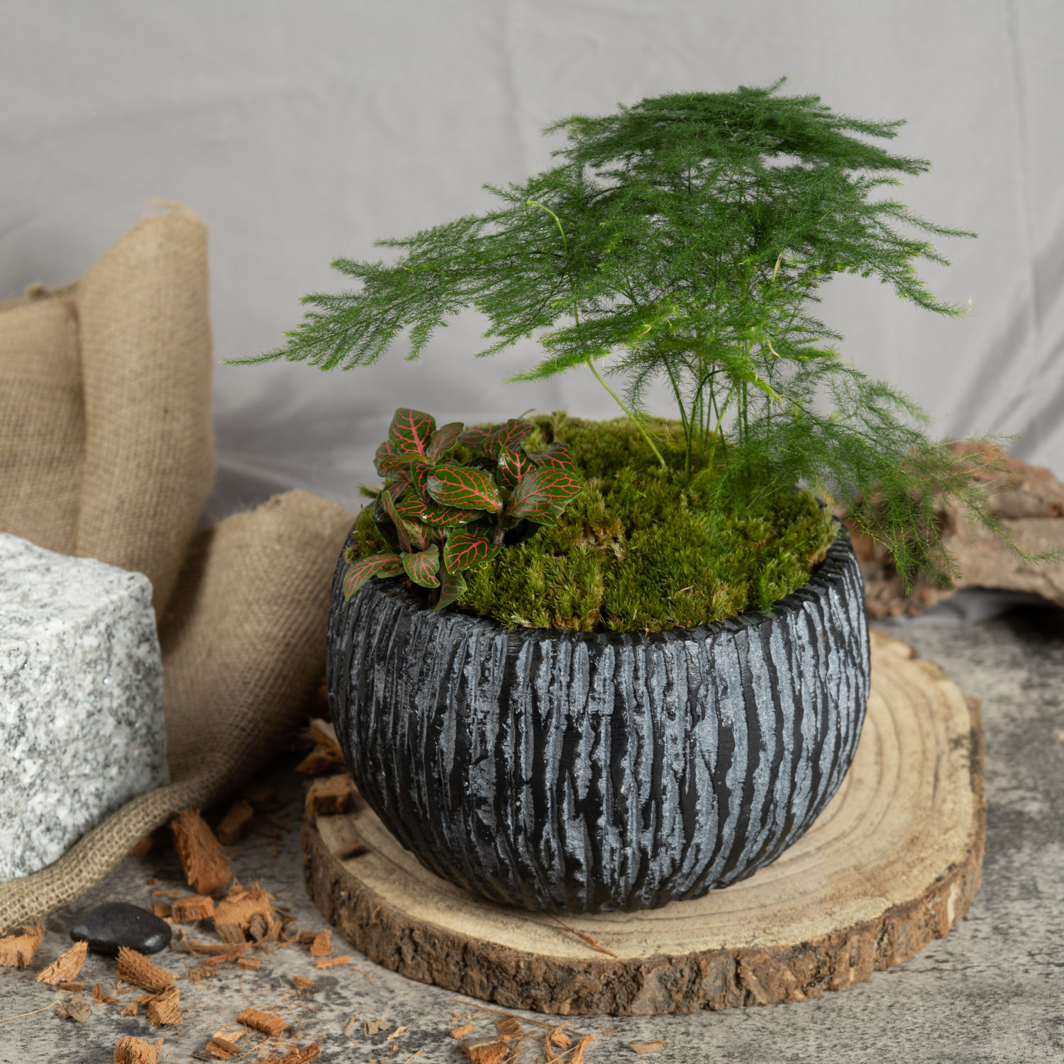 Red Fittonia and Asparagus Fern Plants Delivery in Singapore - FNP SG