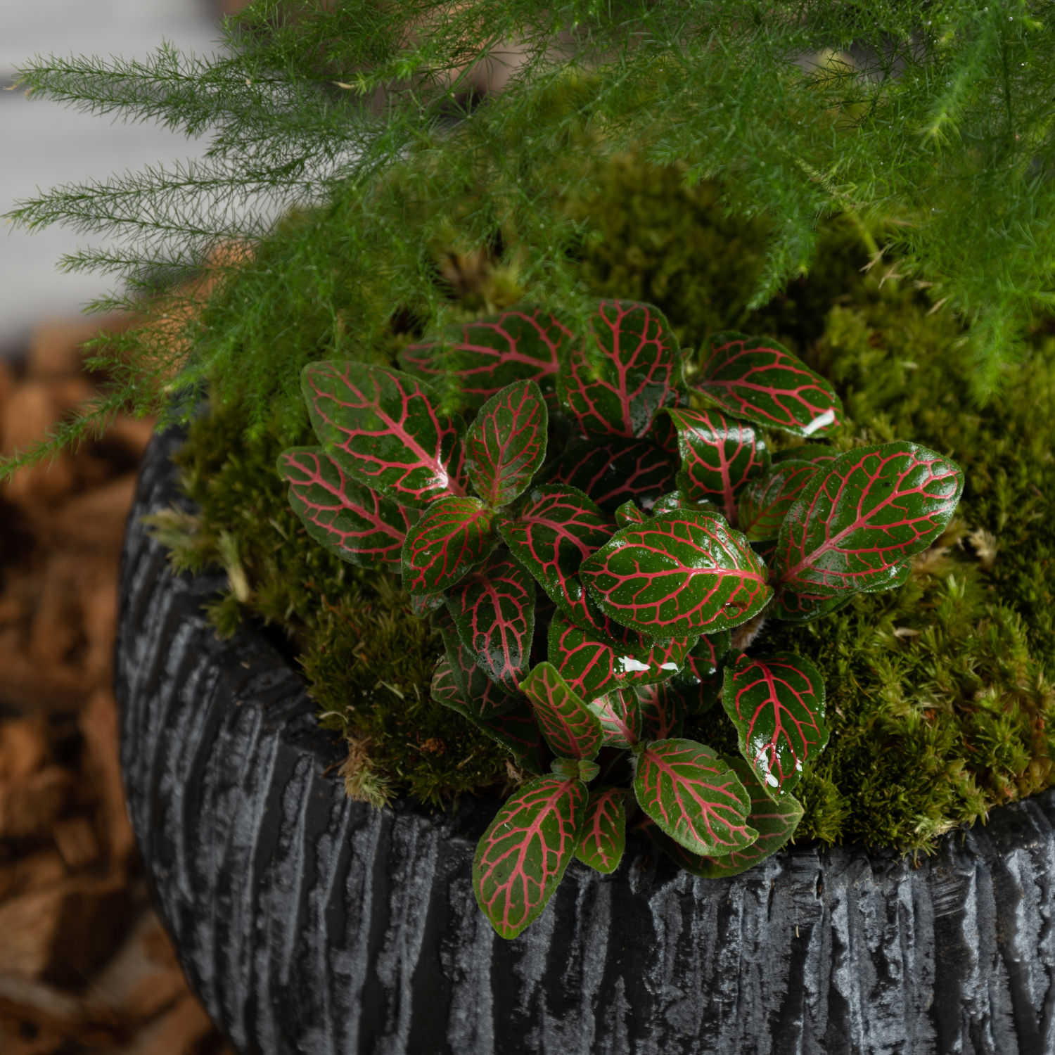 Red Fittonia and Asparagus Fern Plants Delivery in Singapore - FNP SG