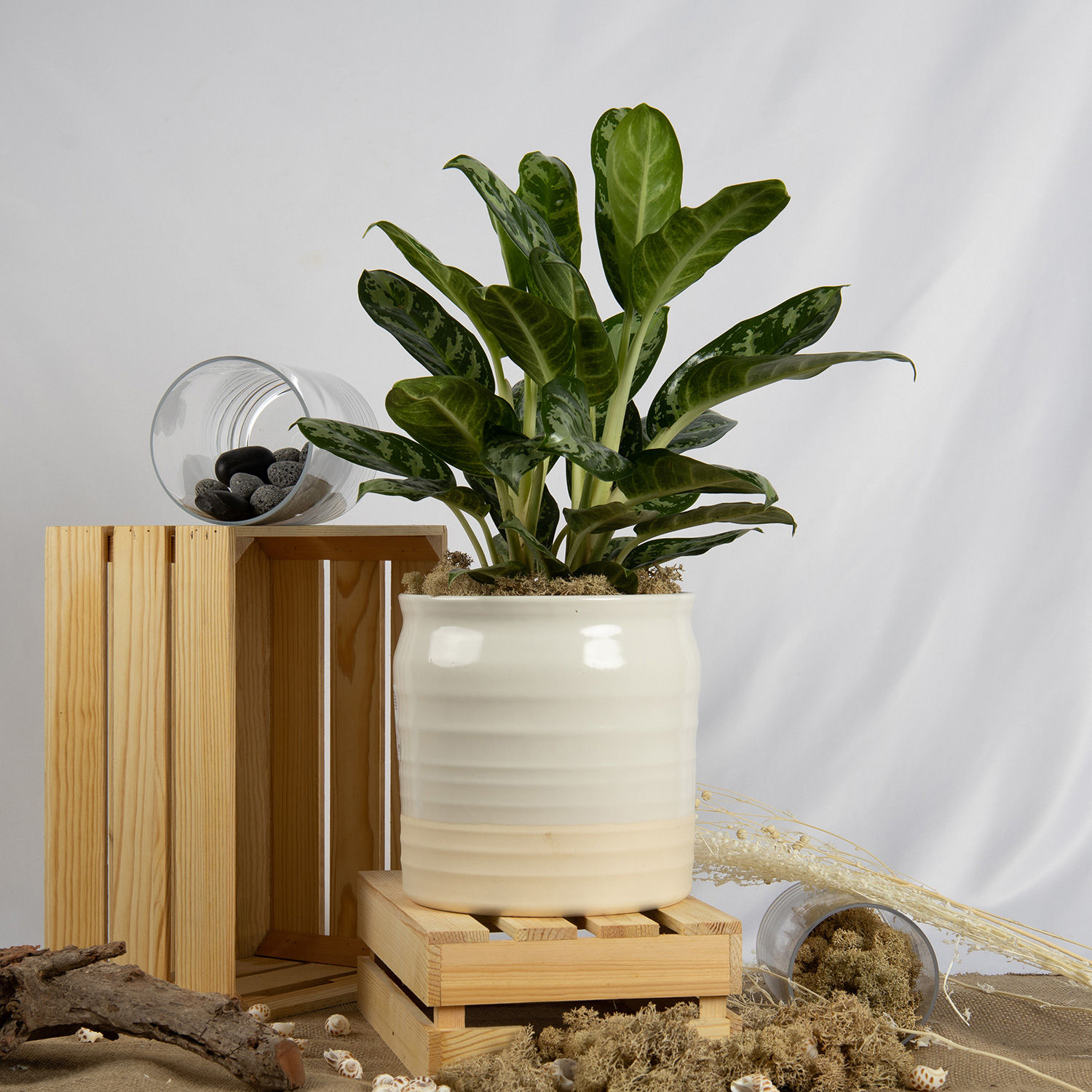 Aglaonema Maria Plant Delivery in Singapore - FNP SG