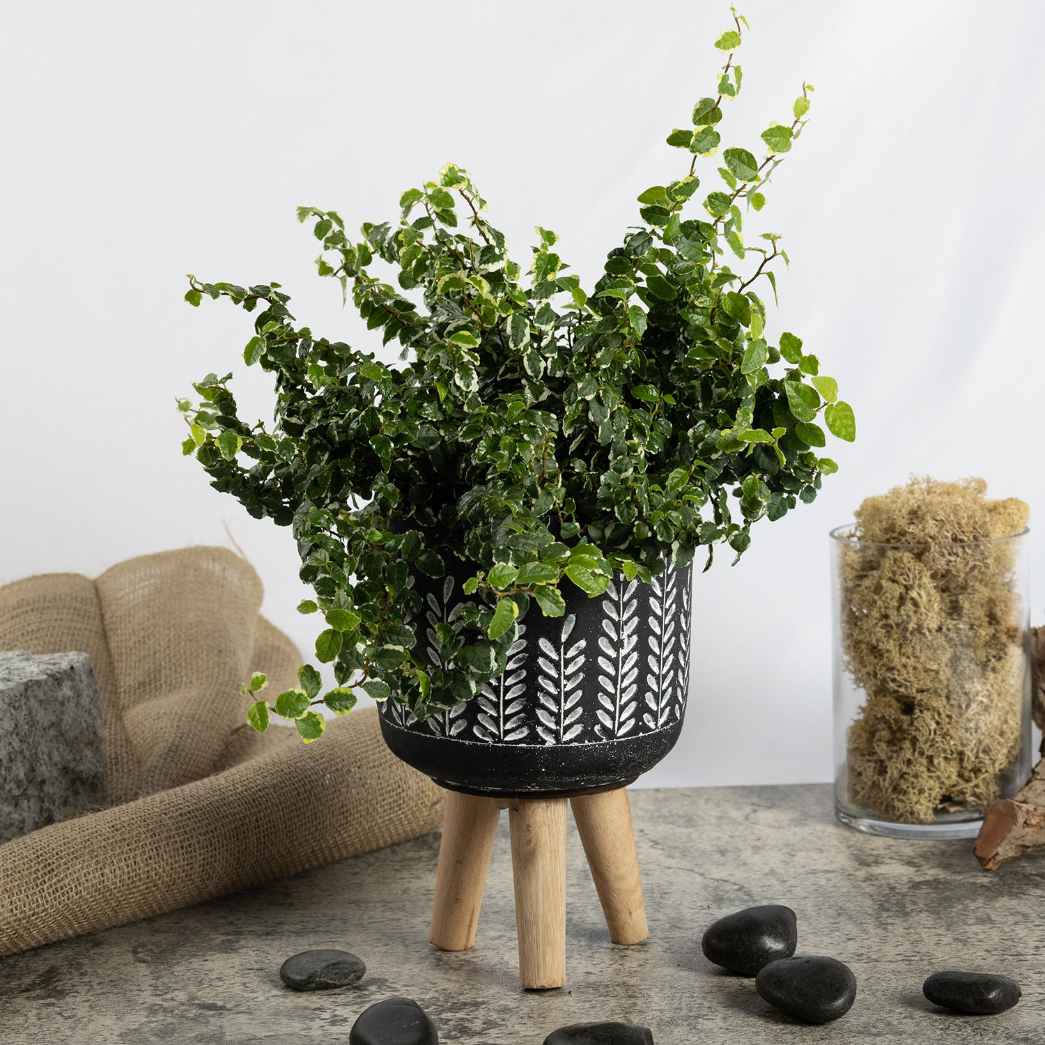 Beautiful Ficus Sunny Plant Delivery in Singapore - FNP SG