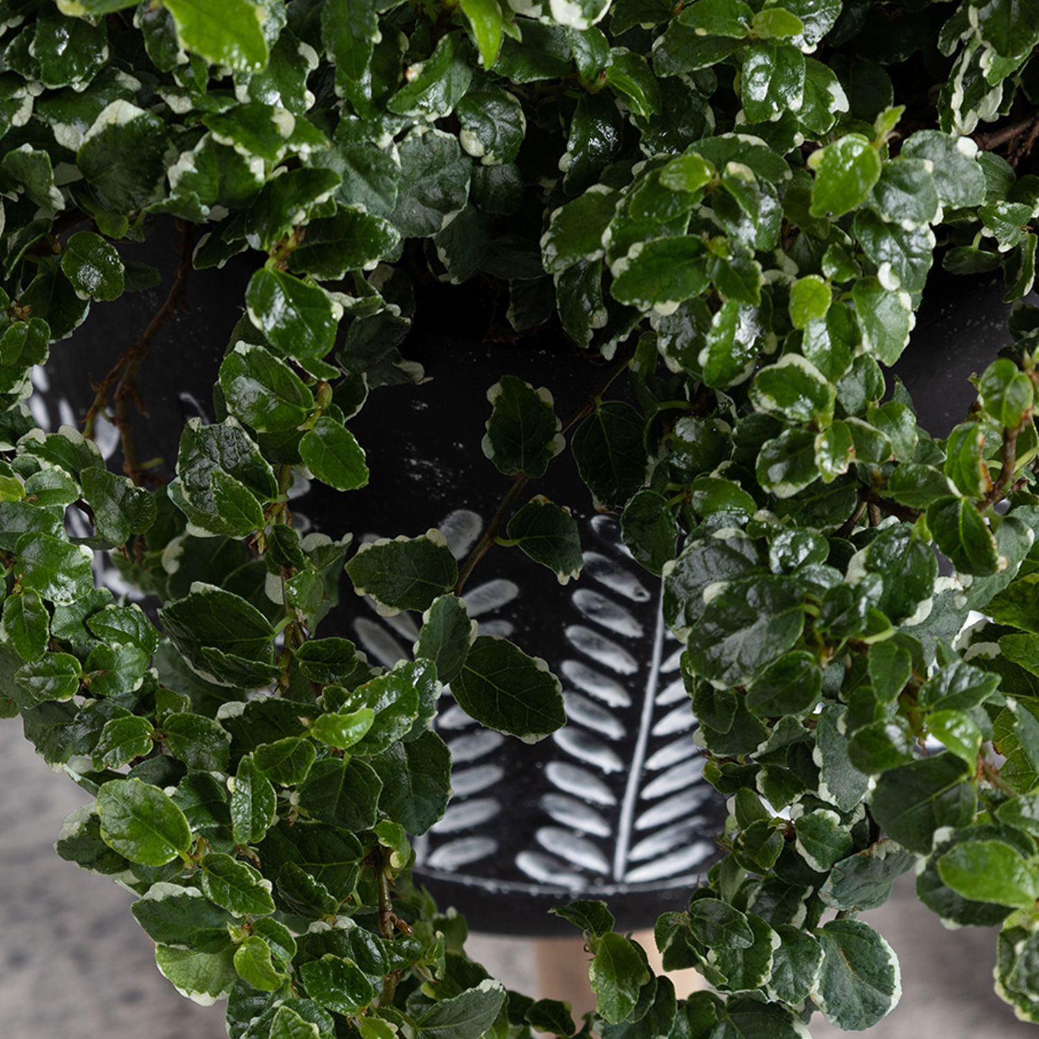 Beautiful Ficus Sunny Plant Delivery in Singapore - FNP SG