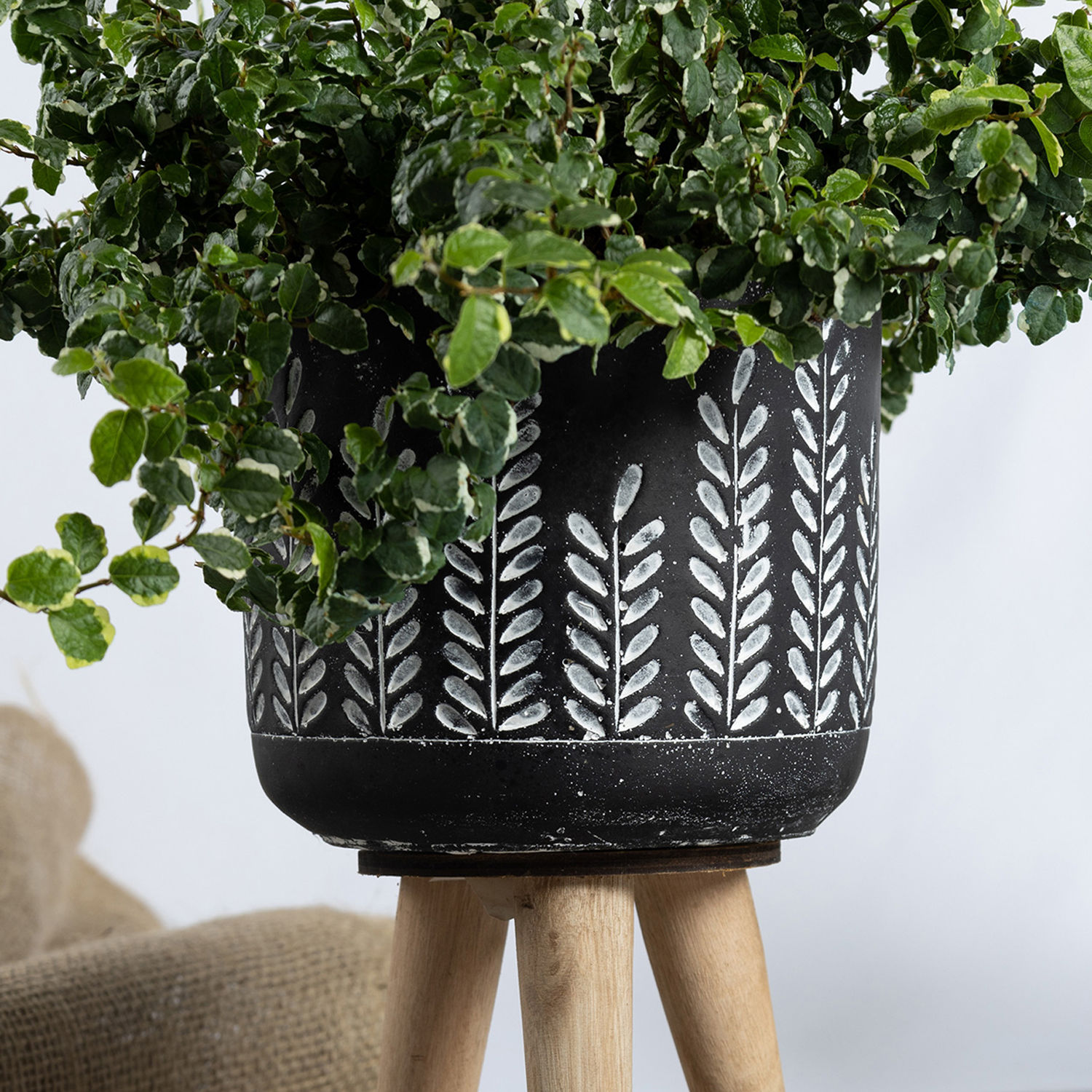 Beautiful Ficus Sunny Plant Delivery in Singapore - FNP SG