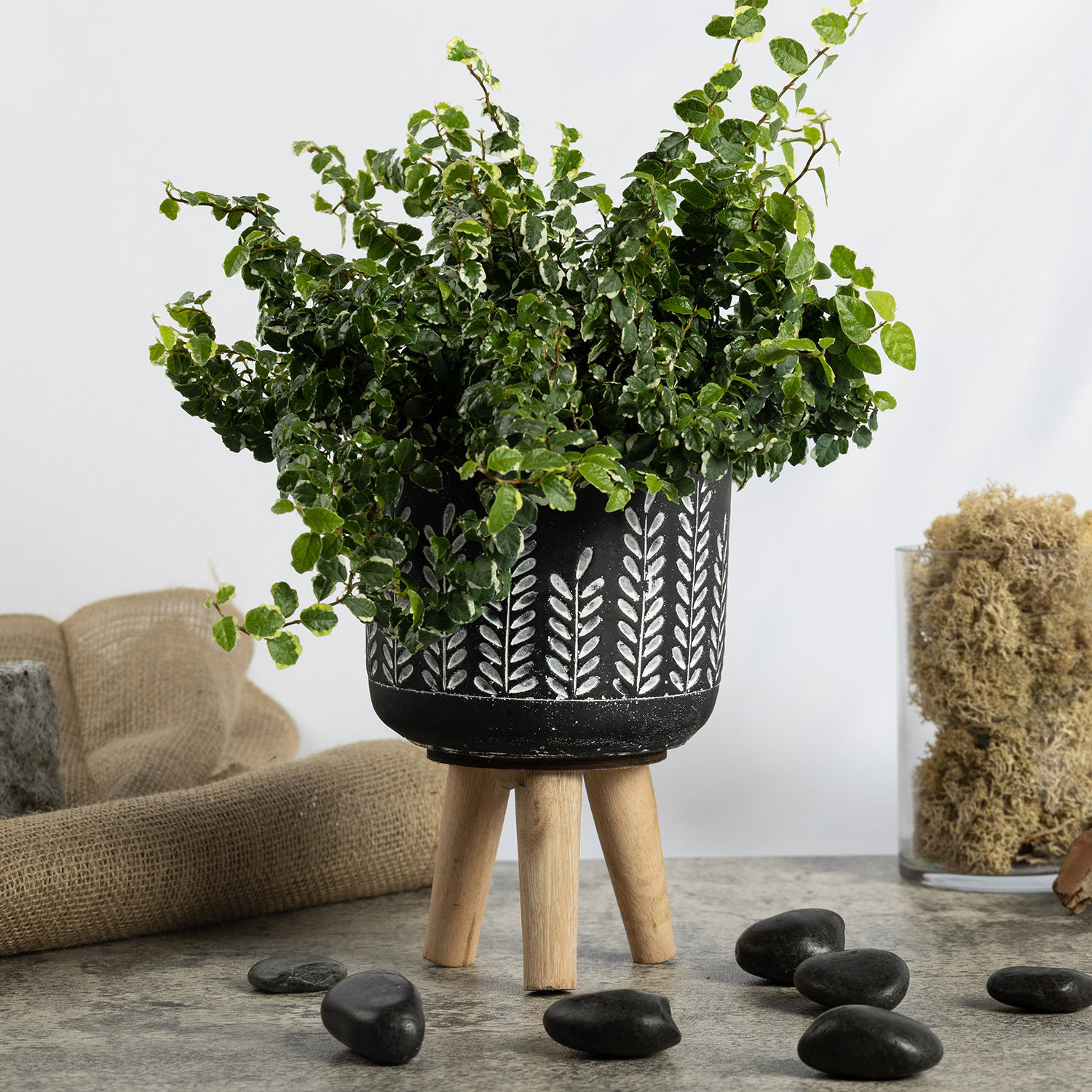 Beautiful Ficus Sunny Plant Delivery in Singapore - FNP SG