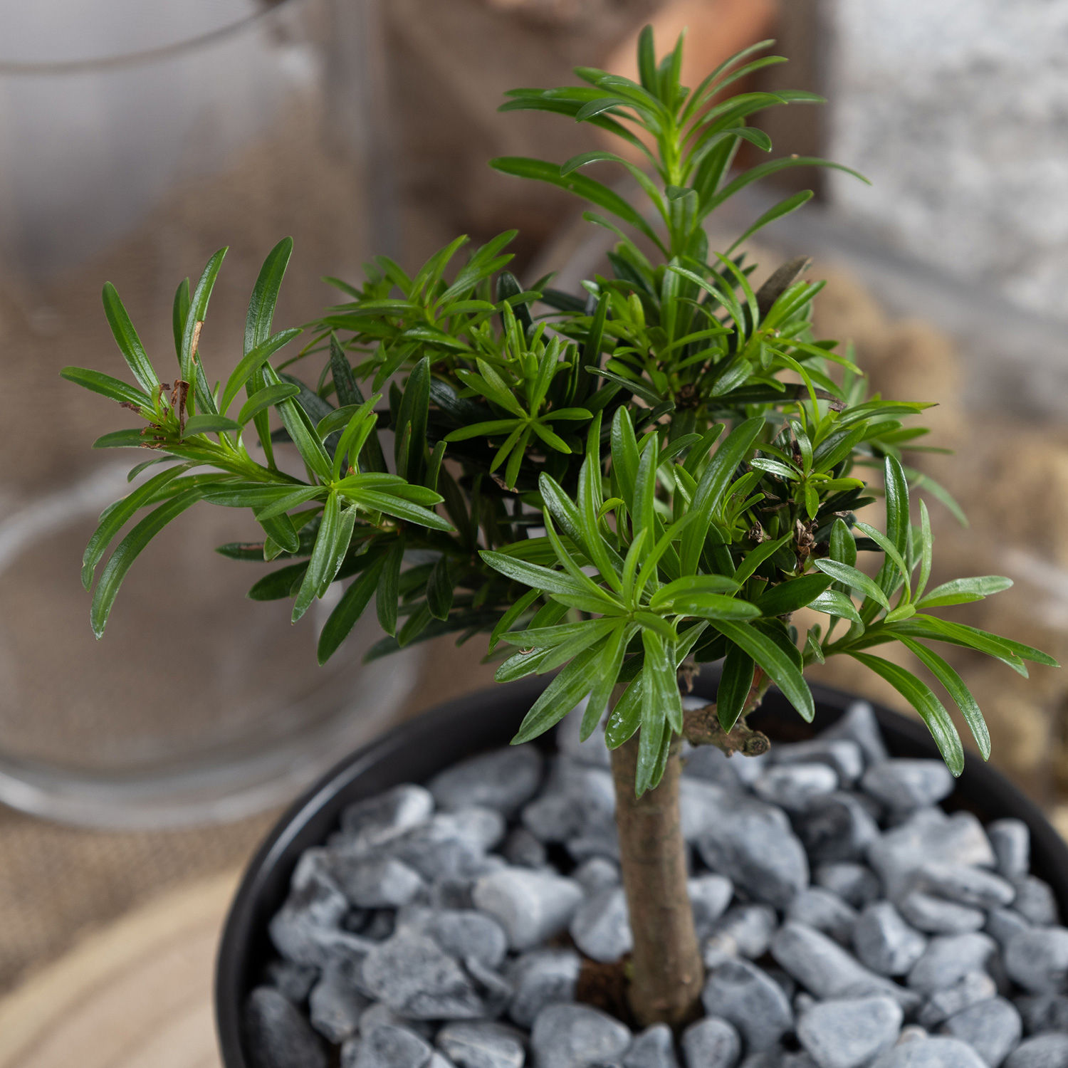Bonsai Buddhist Pine Plant Delivery in Singapore - FNP SG