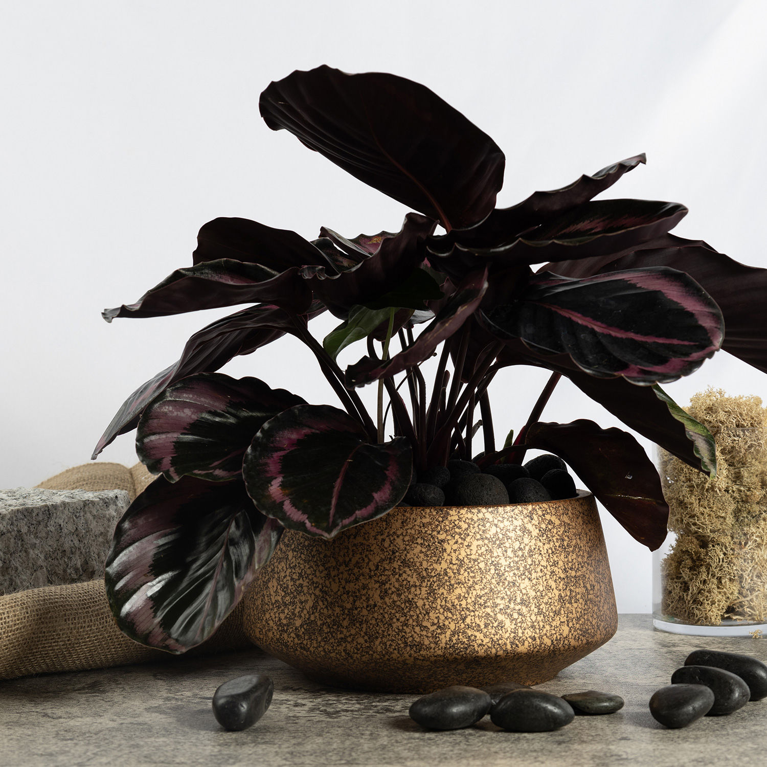 Calathea Plant in Premium Planter Delivery in Singapore - FNP SG