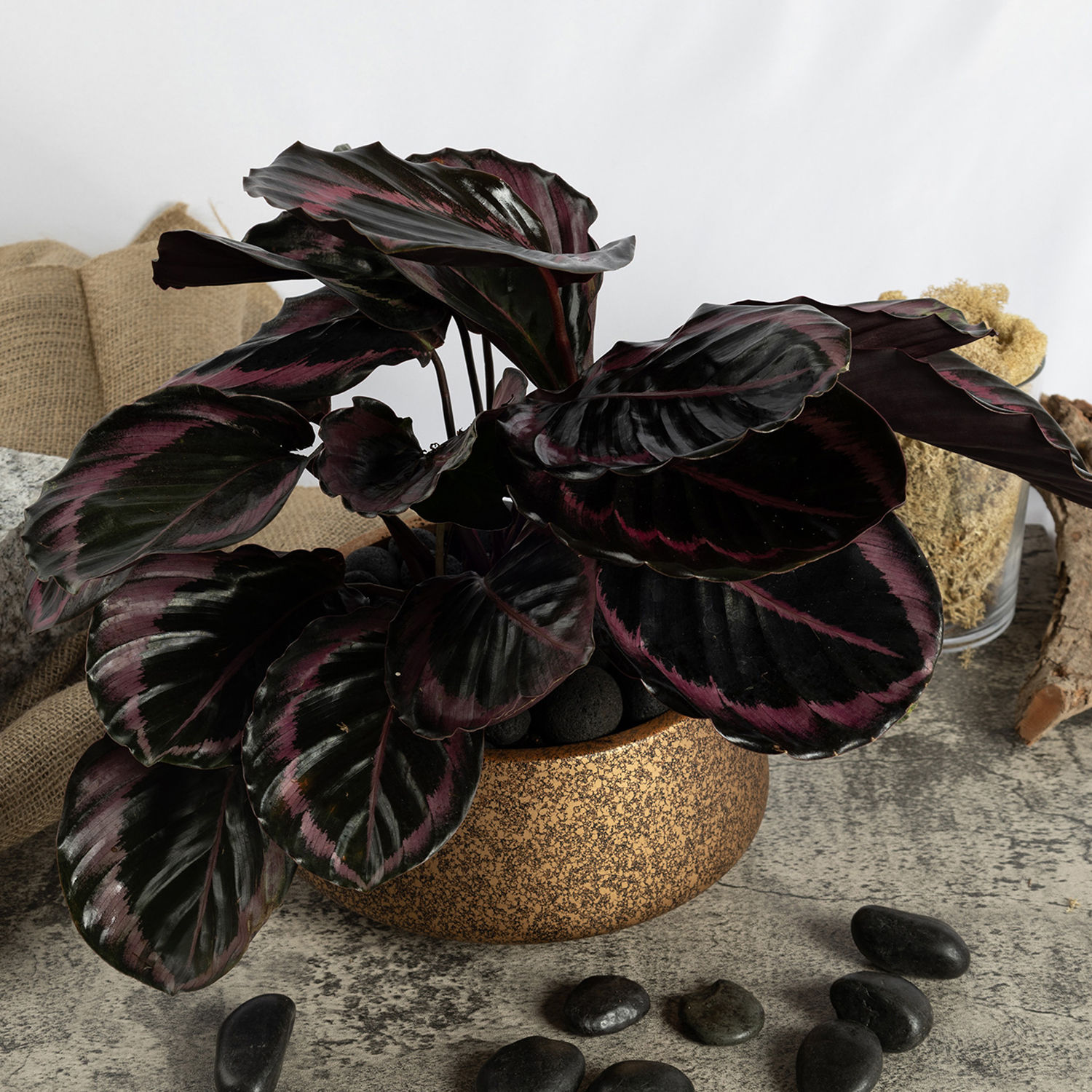 Calathea Plant in Premium Planter Delivery in Singapore - FNP SG