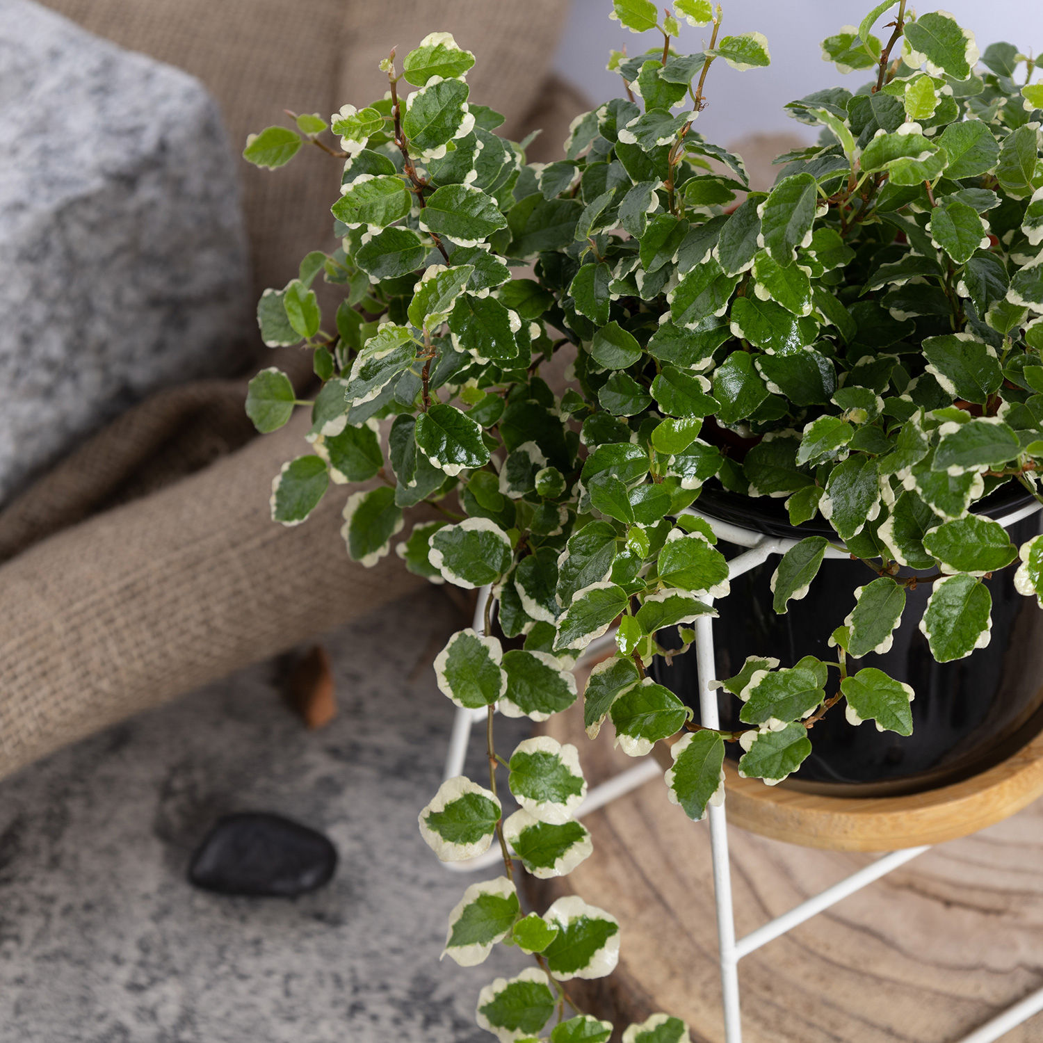 Ficus Sunny Plant Small Delivery in Singapore - FNP SG