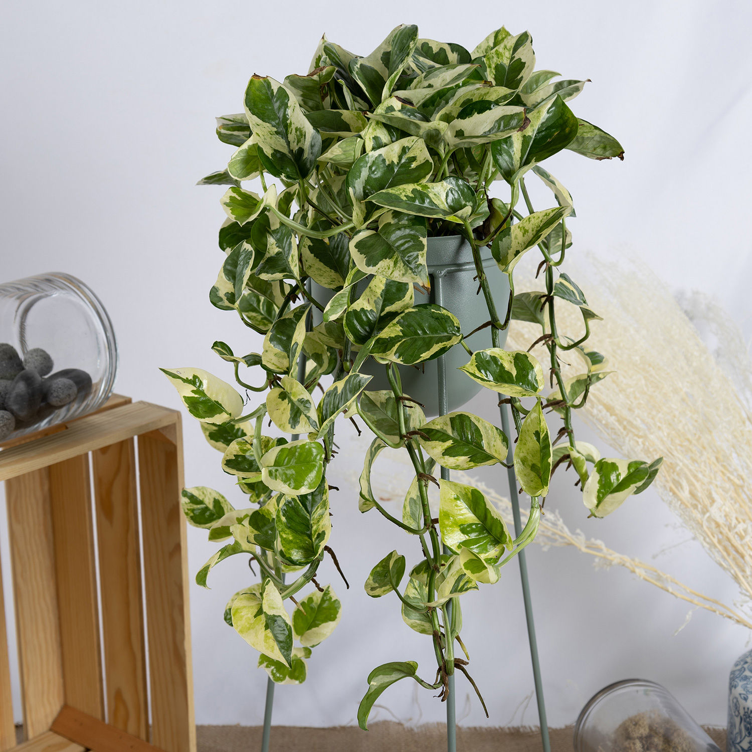 Joy Pothos in a Premium Stand Delivery in Singapore - FNP SG