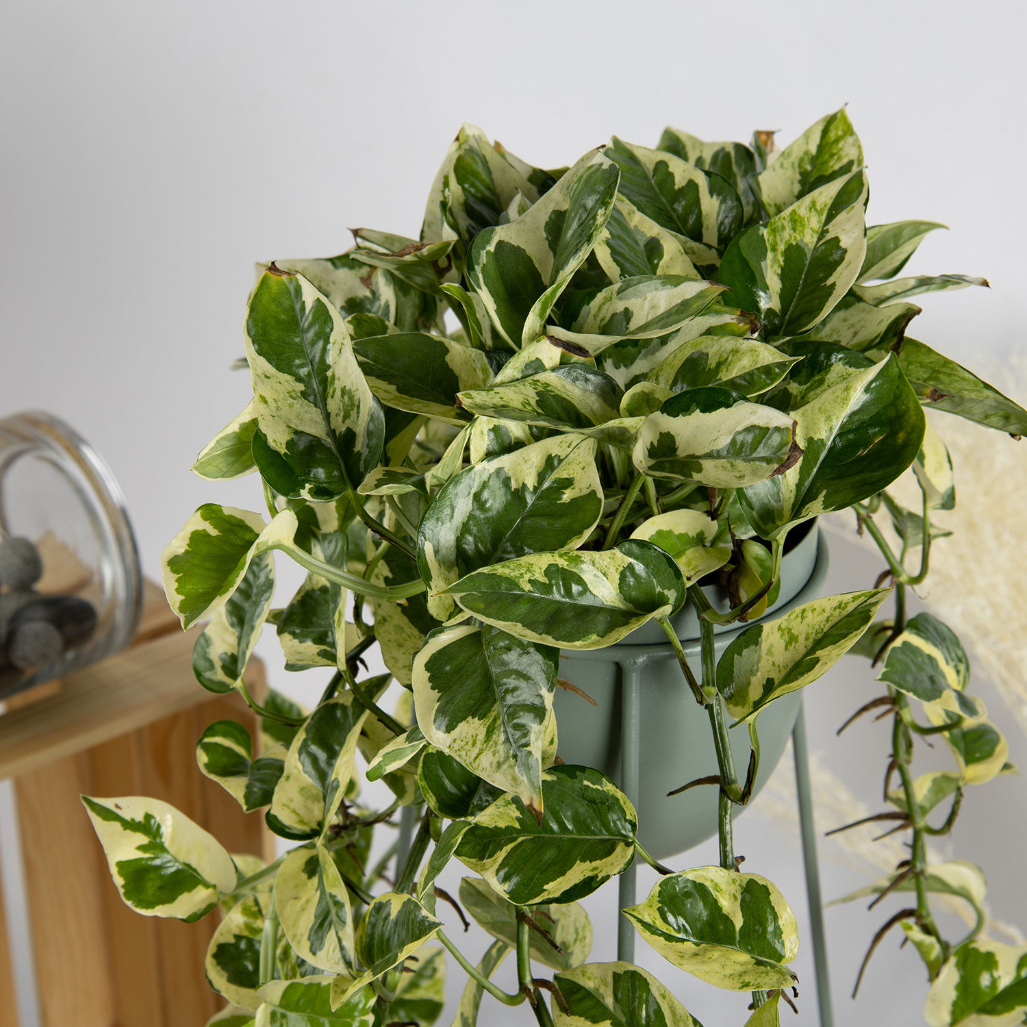 Joy Pothos in a Premium Stand Delivery in Singapore - FNP SG