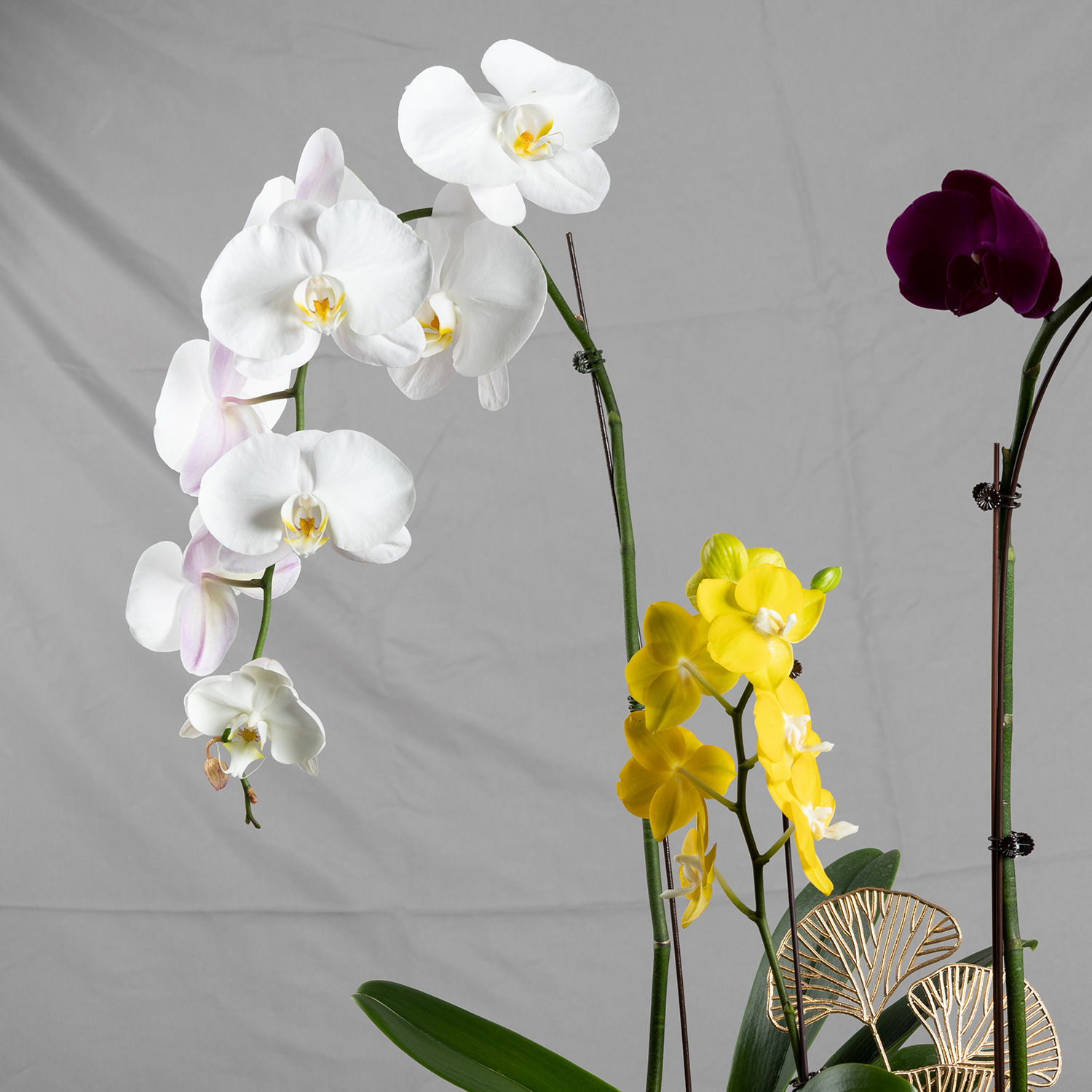 Multicolor Orchid Plants in Premium Pot Delivery in Singapore - FNP SG