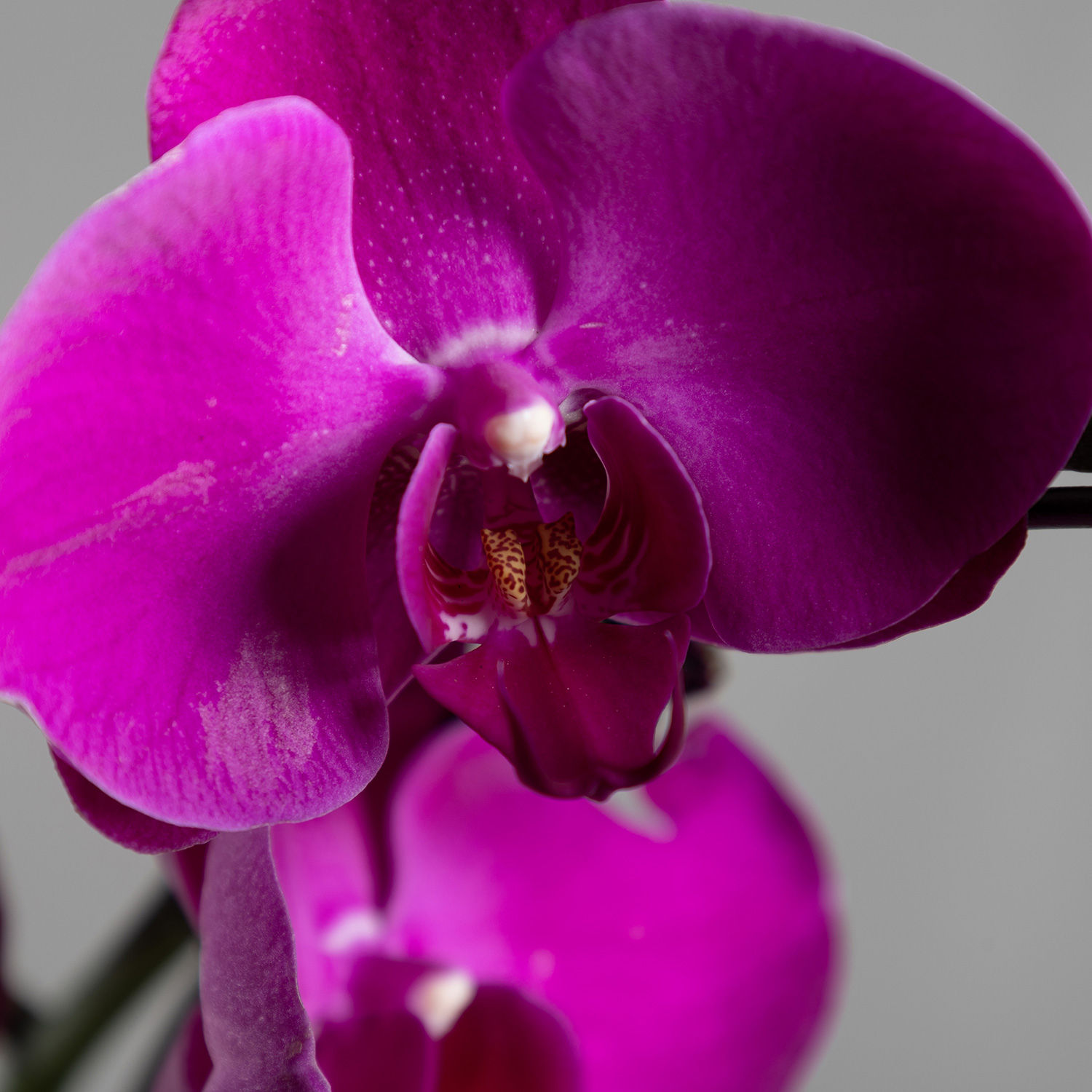 Multicolor Orchid Plants in Premium Pot Delivery in Singapore - FNP SG