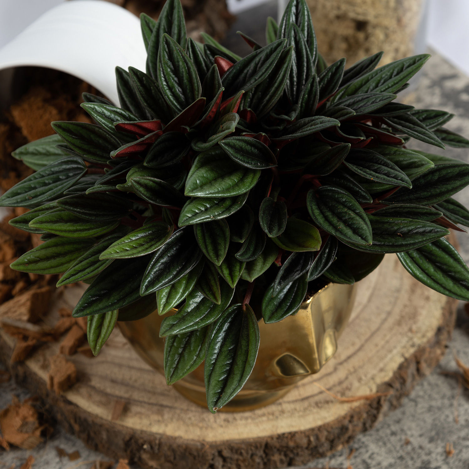 Natures Beauty Peperomia Caperata Plant Delivery in Singapore - FNP SG