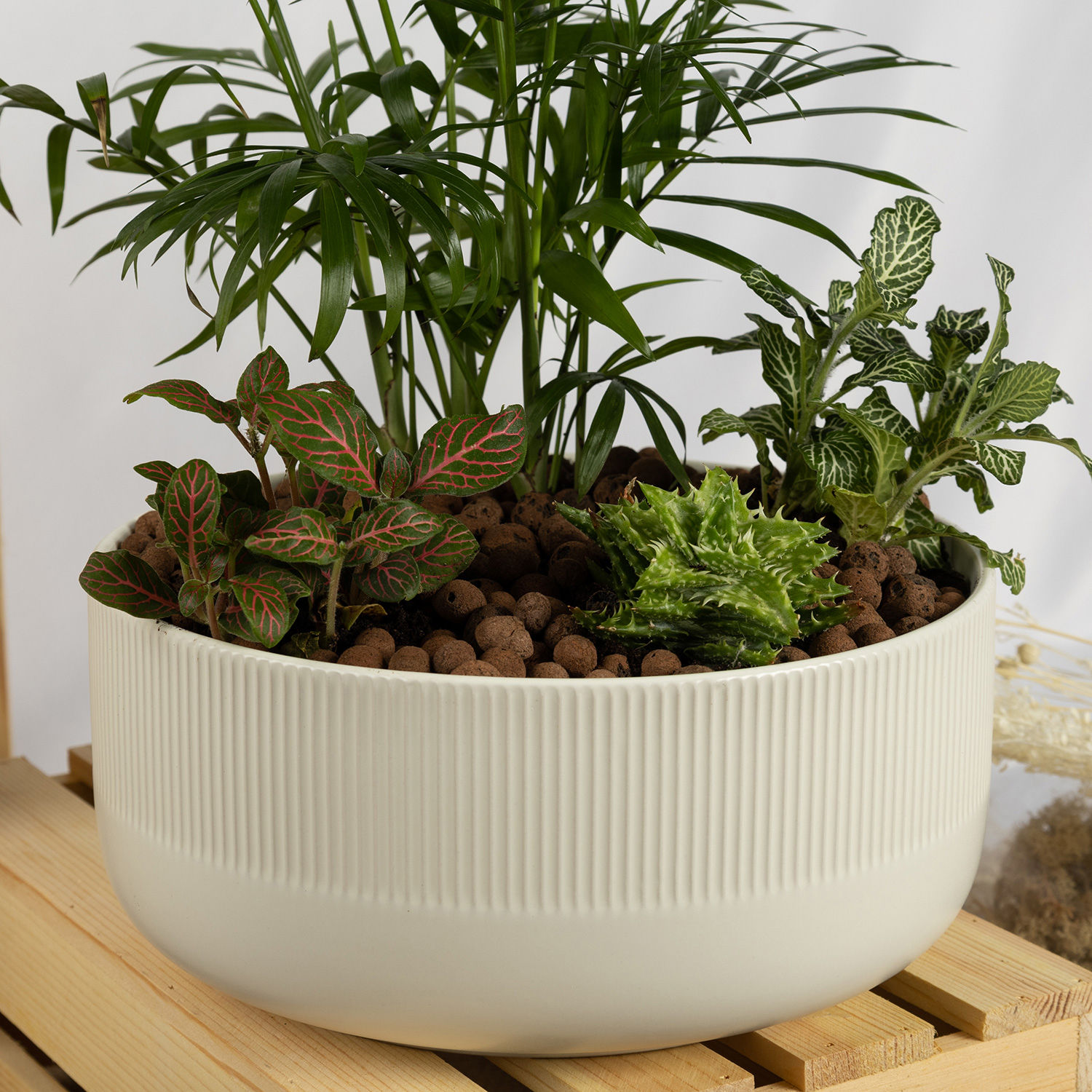 Parlor Palm Dish Garden Delivery in Singapore - FNP SG