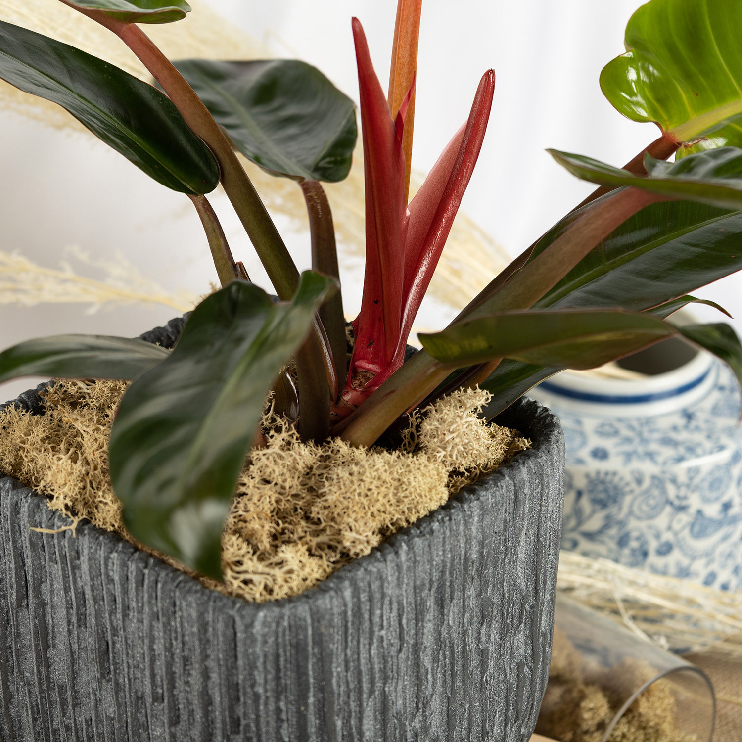 Philodendron Erubescens Delivery in Singapore - FNP SG