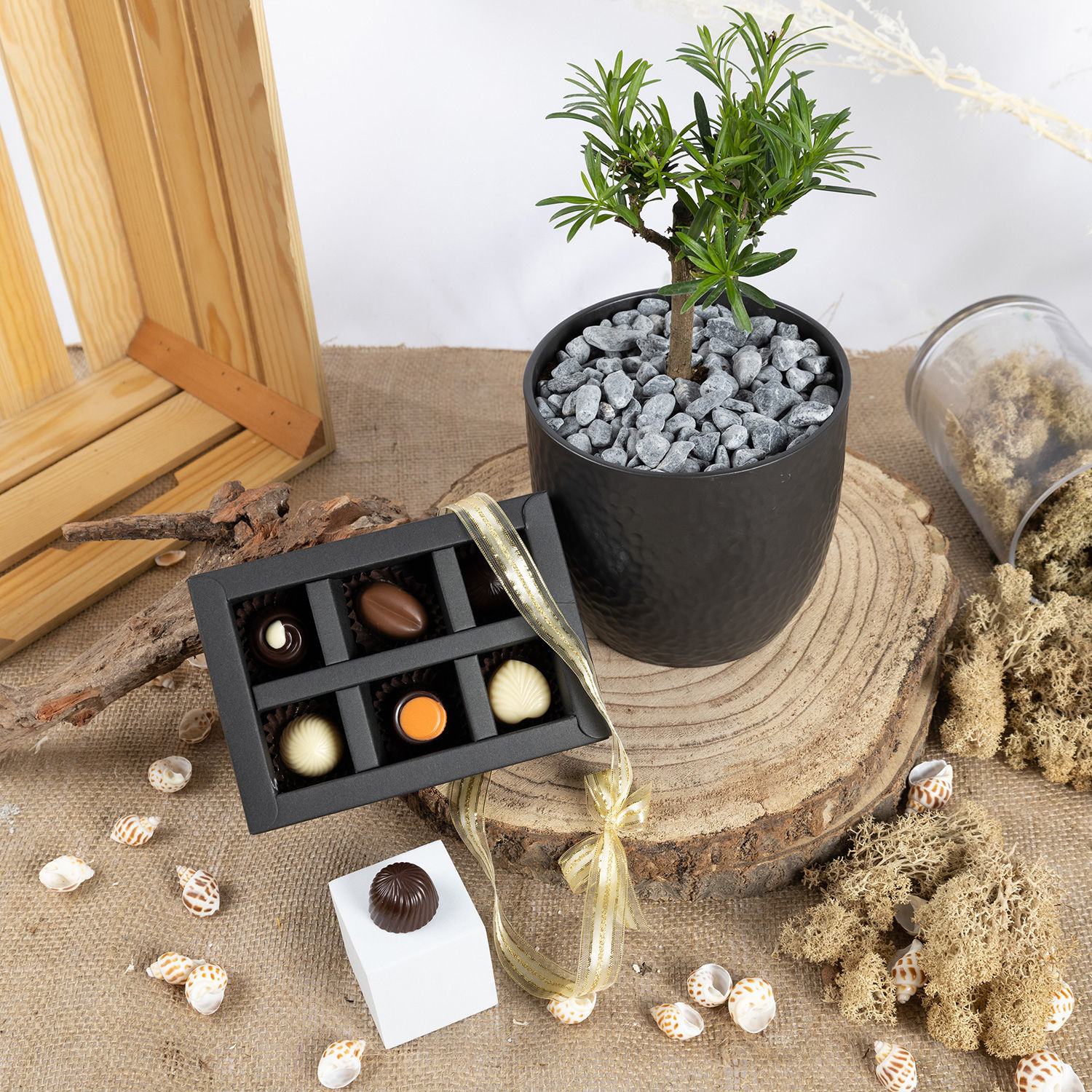 Pine Bonsai and Chocolates Combo Delivery in Singapore - FNP SG