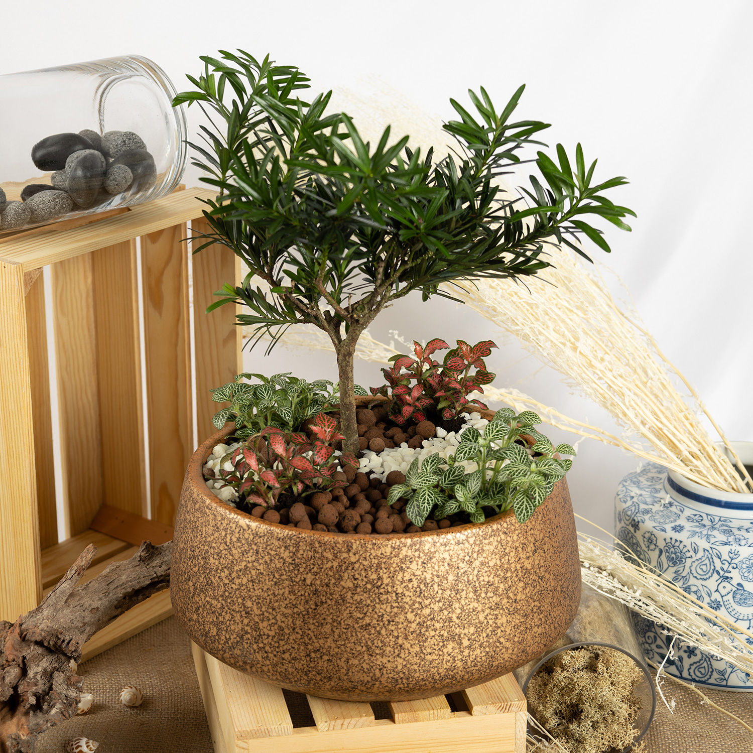 Pine Bonsai Dish Garden Delivery in Singapore - FNP SG