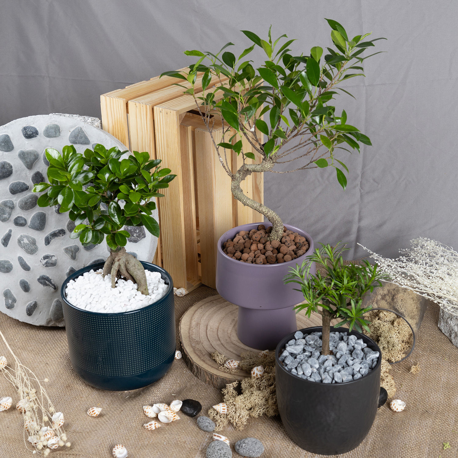 Set fo 3 Bonsai Plants Delivery in Singapore - FNP SG