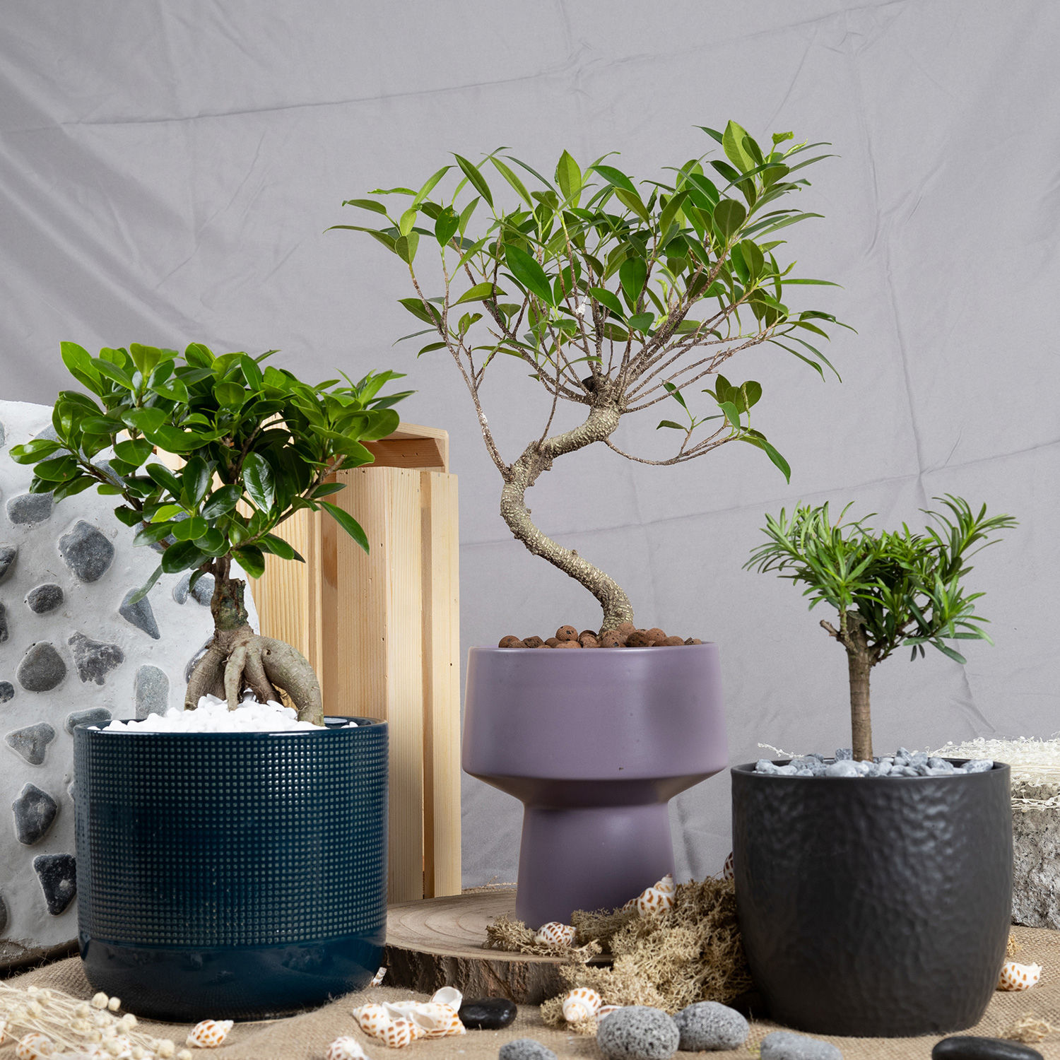 Set fo 3 Bonsai Plants Delivery in Singapore - FNP SG