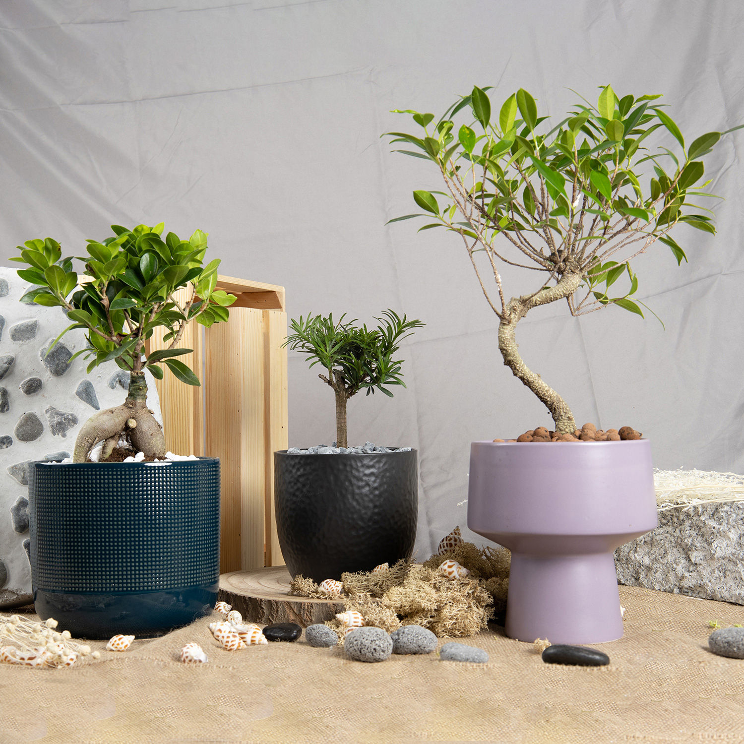 Set fo 3 Bonsai Plants Delivery in Singapore - FNP SG