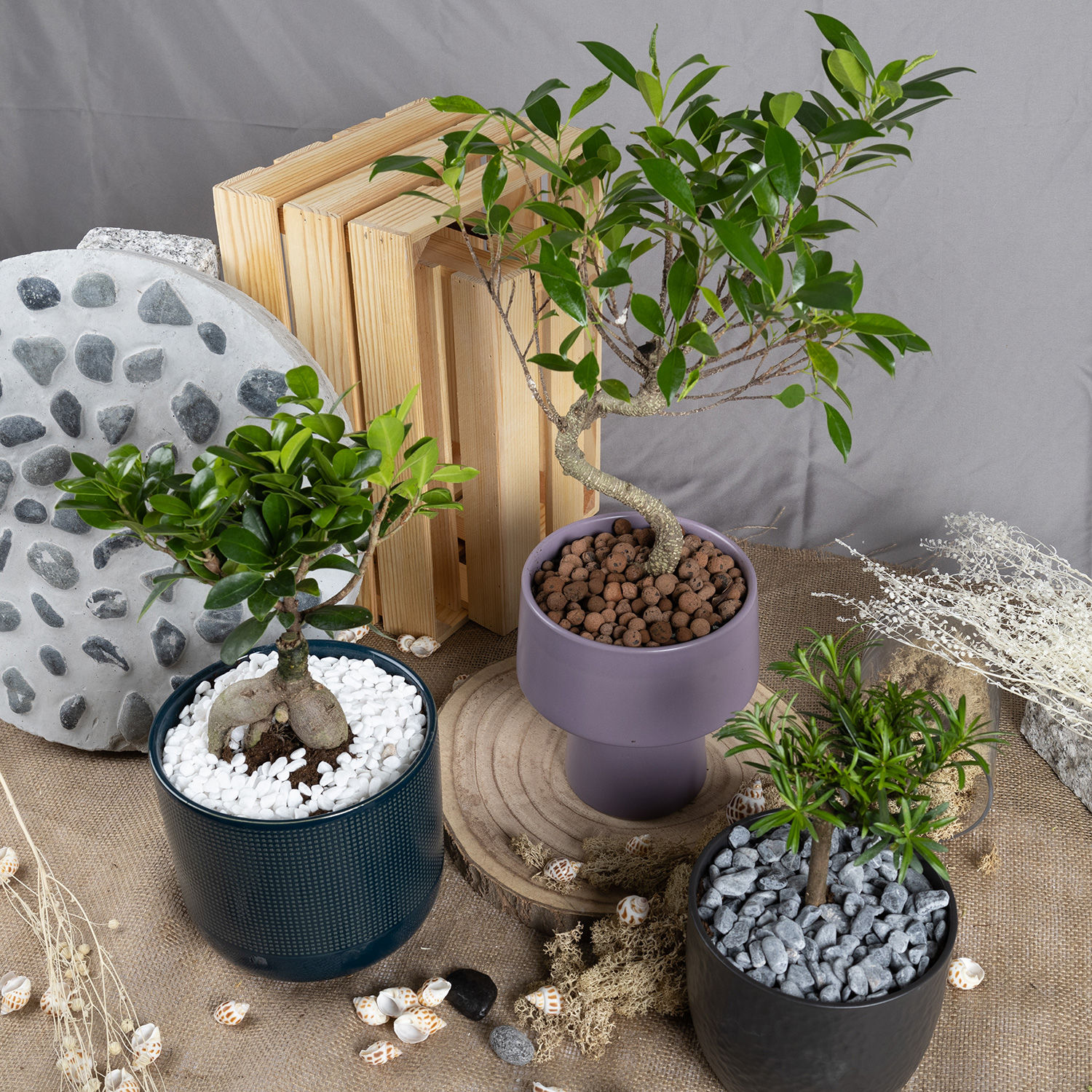 Set fo 3 Bonsai Plants Delivery in Singapore - FNP SG