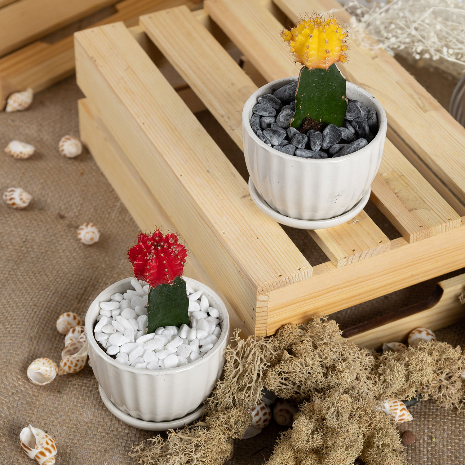 Set of 2 Colorful Cactus Delivery in Singapore - FNP SG