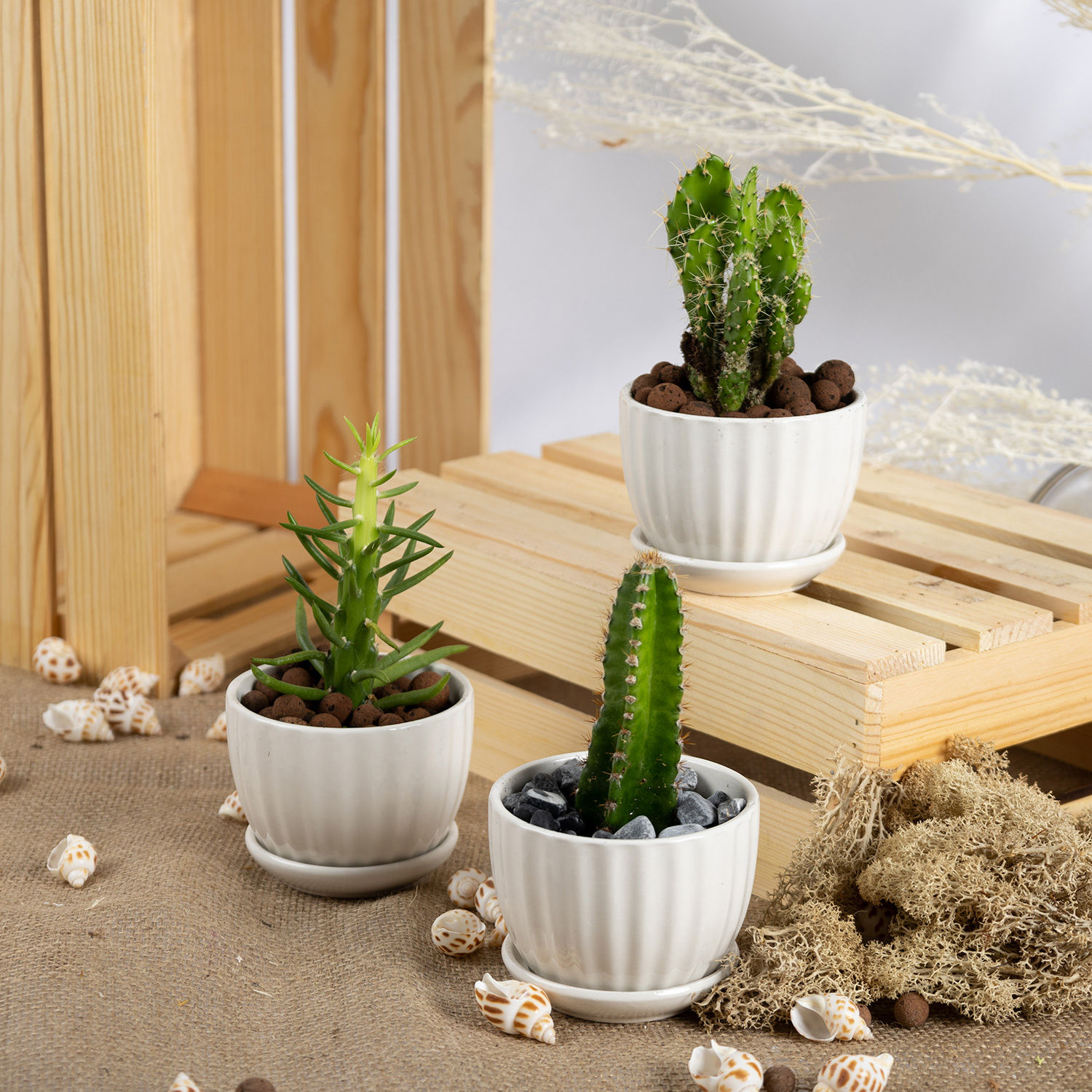Set of 3 Small Cactuses Delivery in Singapore - FNP SG