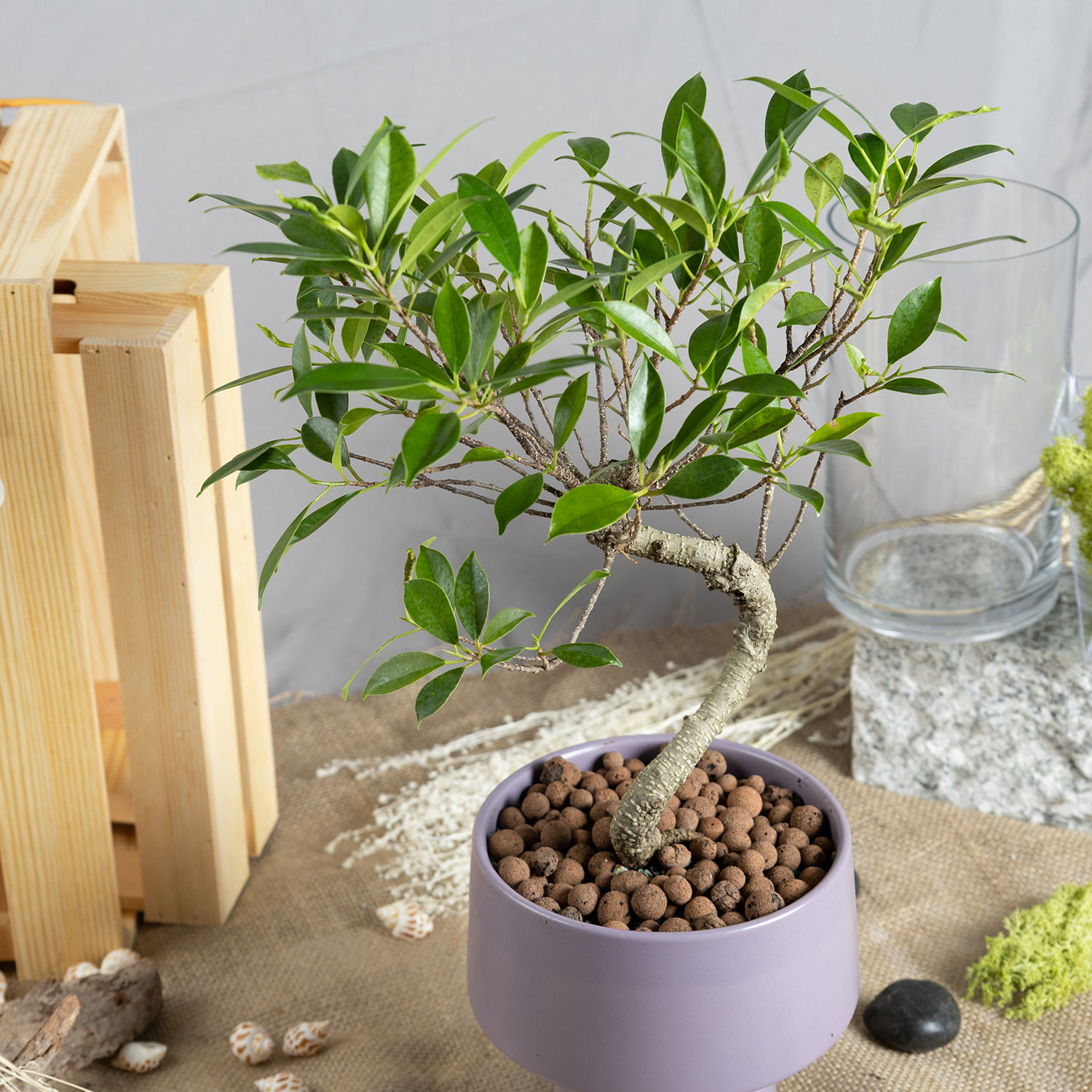 S Shape Small Bonsai Delivery in Singapore - FNP SG